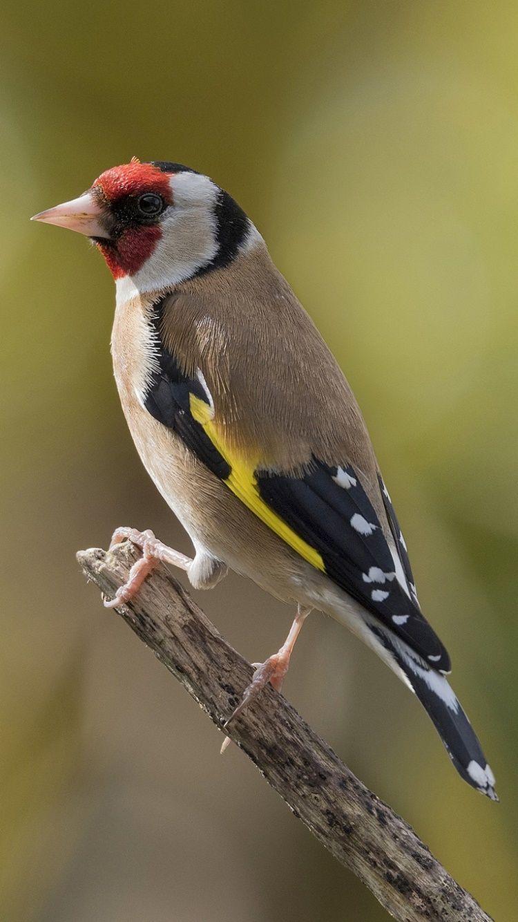 Goldfinch Wallpapers - Top Free Goldfinch Backgrounds - WallpaperAccess