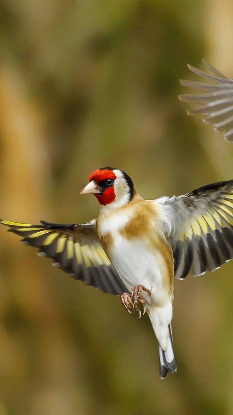 Goldfinch Wallpapers - Top Free Goldfinch Backgrounds - WallpaperAccess