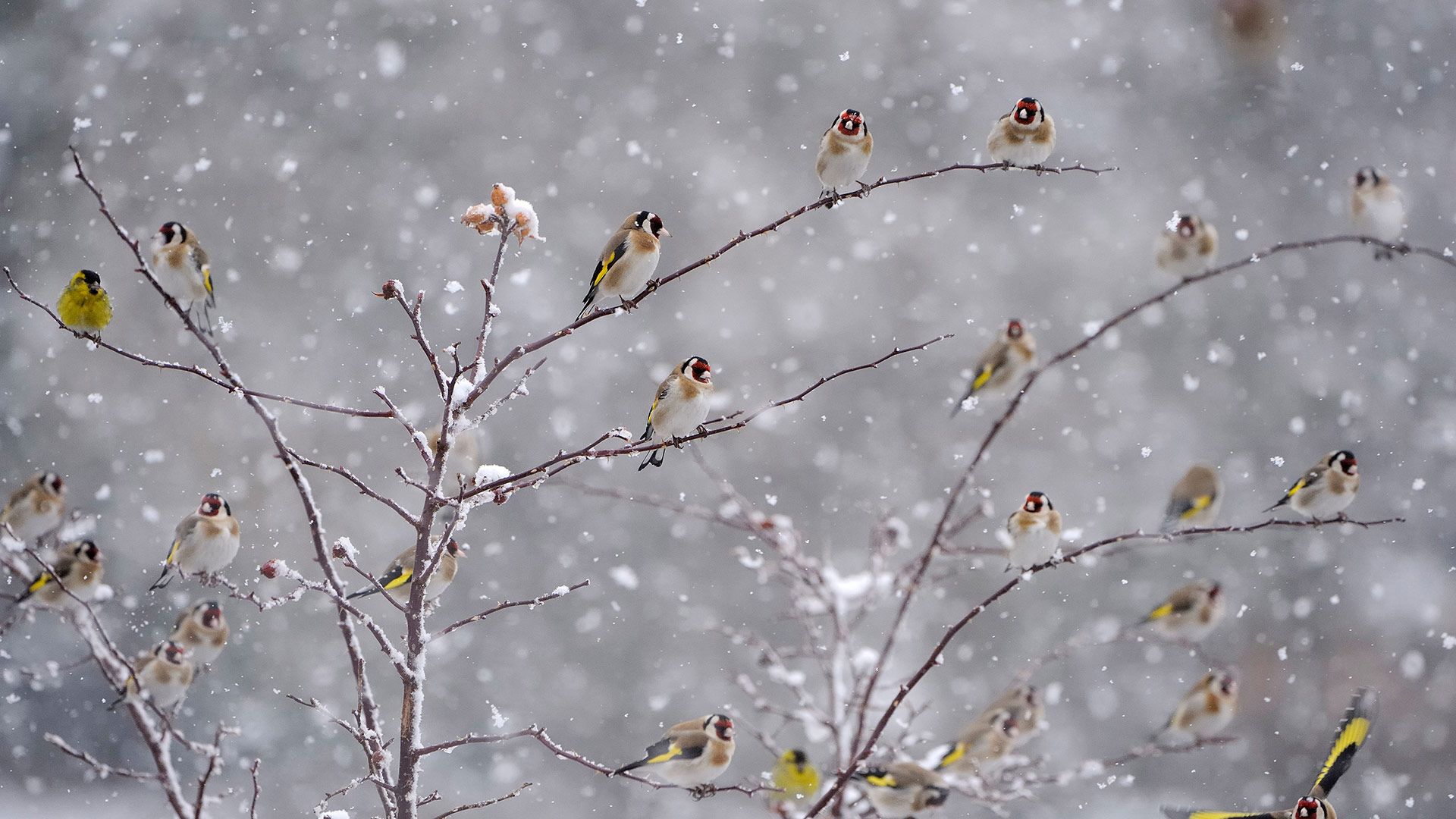 Goldfinch Wallpapers - Top Free Goldfinch Backgrounds - WallpaperAccess