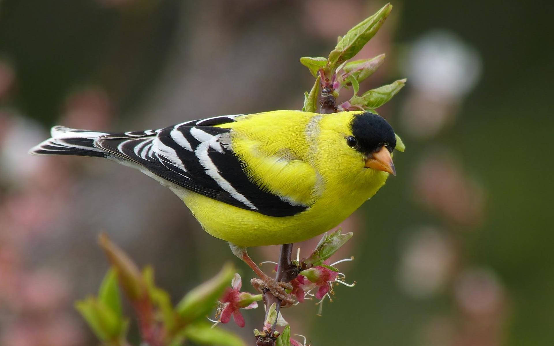 Goldfinch Wallpapers - Top Free Goldfinch Backgrounds - WallpaperAccess