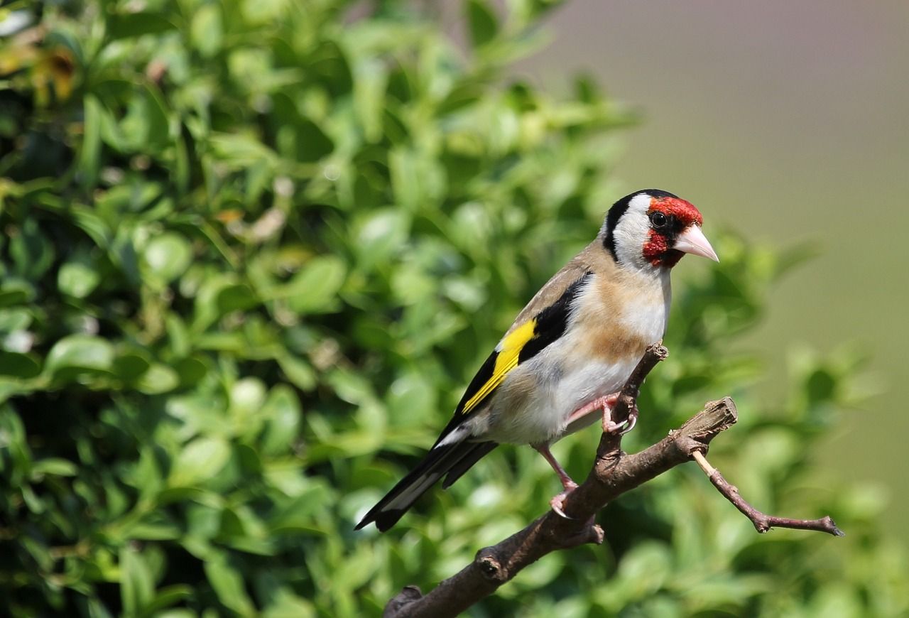 Goldfinch Wallpapers - Top Free Goldfinch Backgrounds - WallpaperAccess