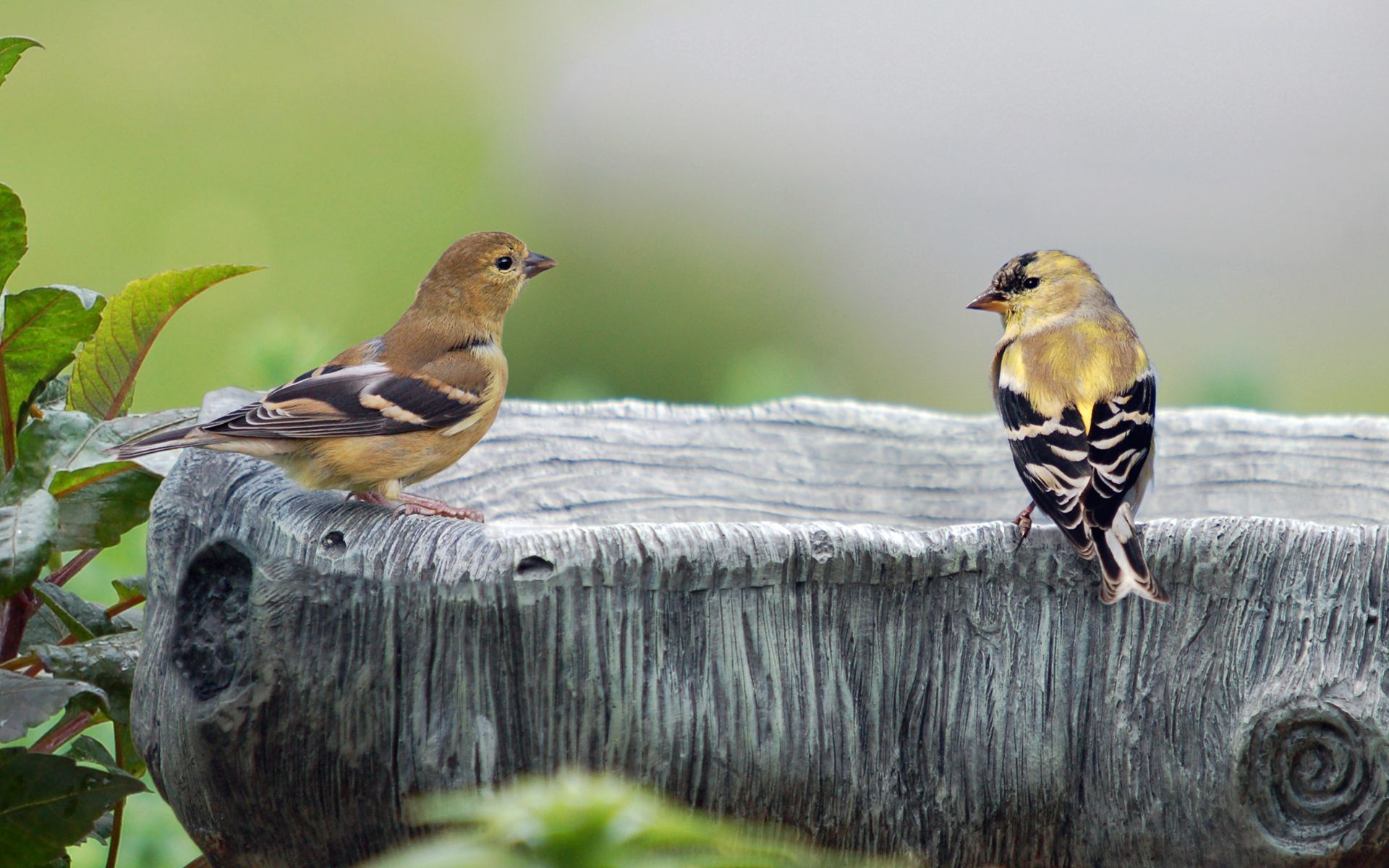 Goldfinch Wallpapers - Top Free Goldfinch Backgrounds - WallpaperAccess