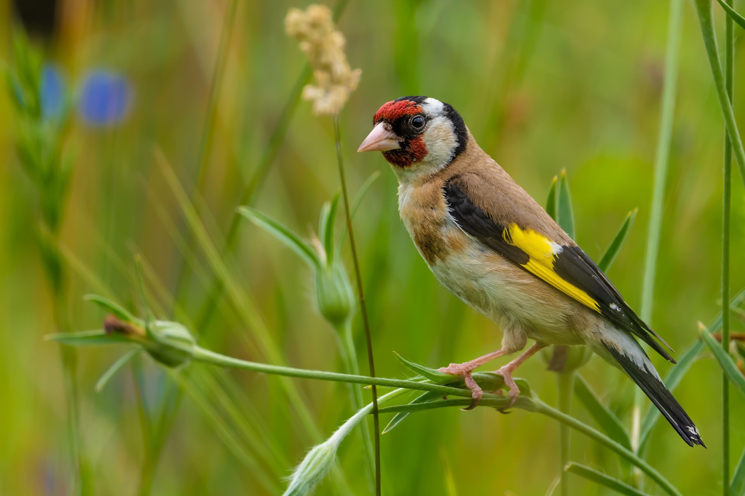 Goldfinch Wallpapers - Top Free Goldfinch Backgrounds - WallpaperAccess