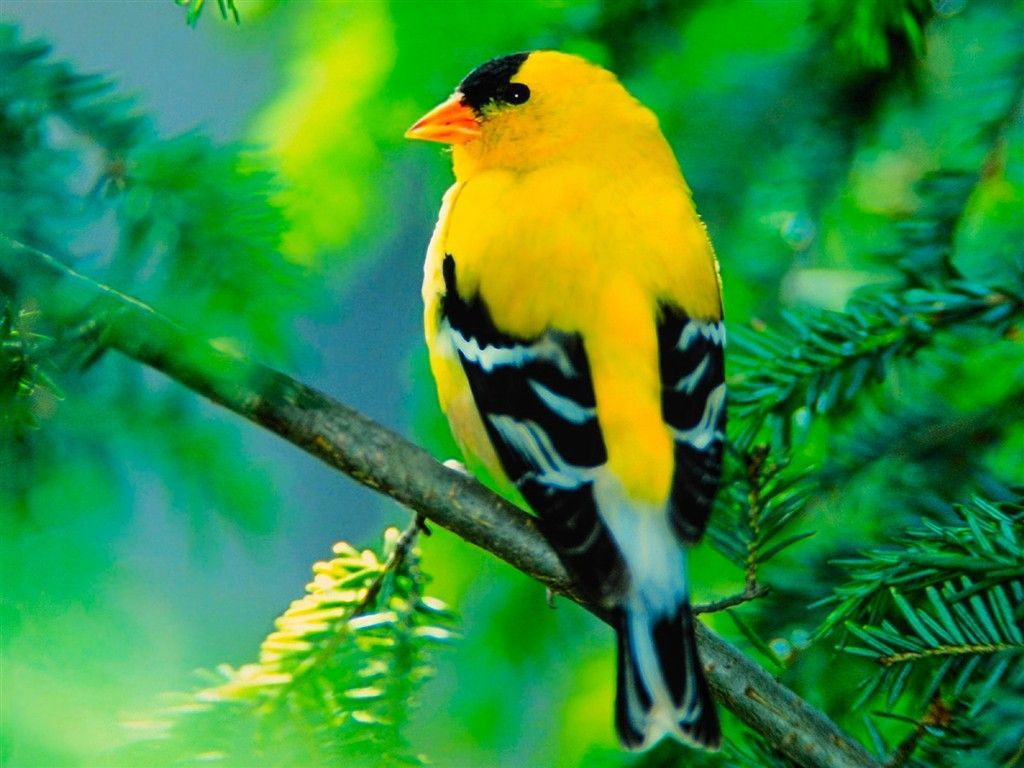 Goldfinch Wallpapers - Top Free Goldfinch Backgrounds - WallpaperAccess