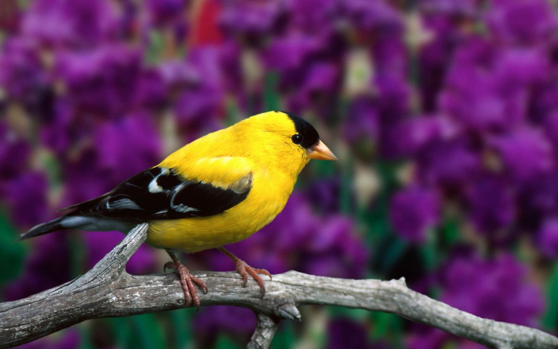 Goldfinch Wallpapers - Top Free Goldfinch Backgrounds - WallpaperAccess