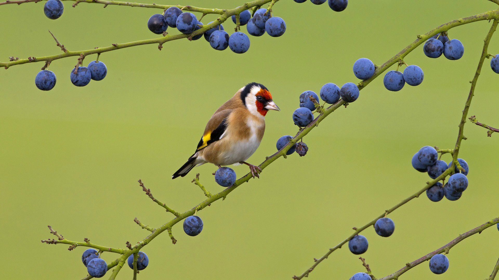 Goldfinch Wallpapers - Top Free Goldfinch Backgrounds - WallpaperAccess