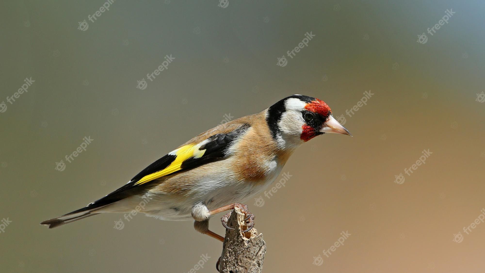 Goldfinch Wallpapers - Top Free Goldfinch Backgrounds - WallpaperAccess
