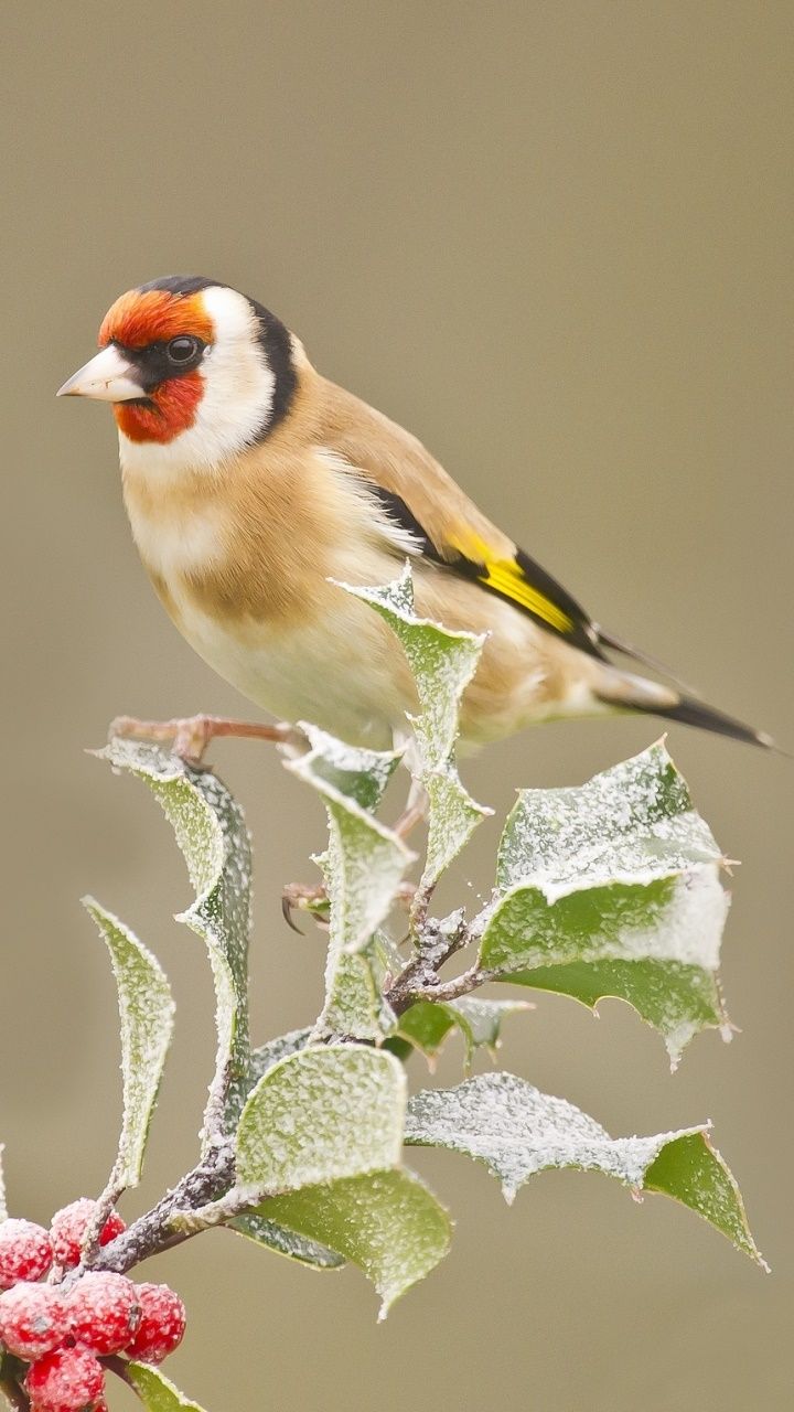 Goldfinch Wallpapers - Top Free Goldfinch Backgrounds - WallpaperAccess