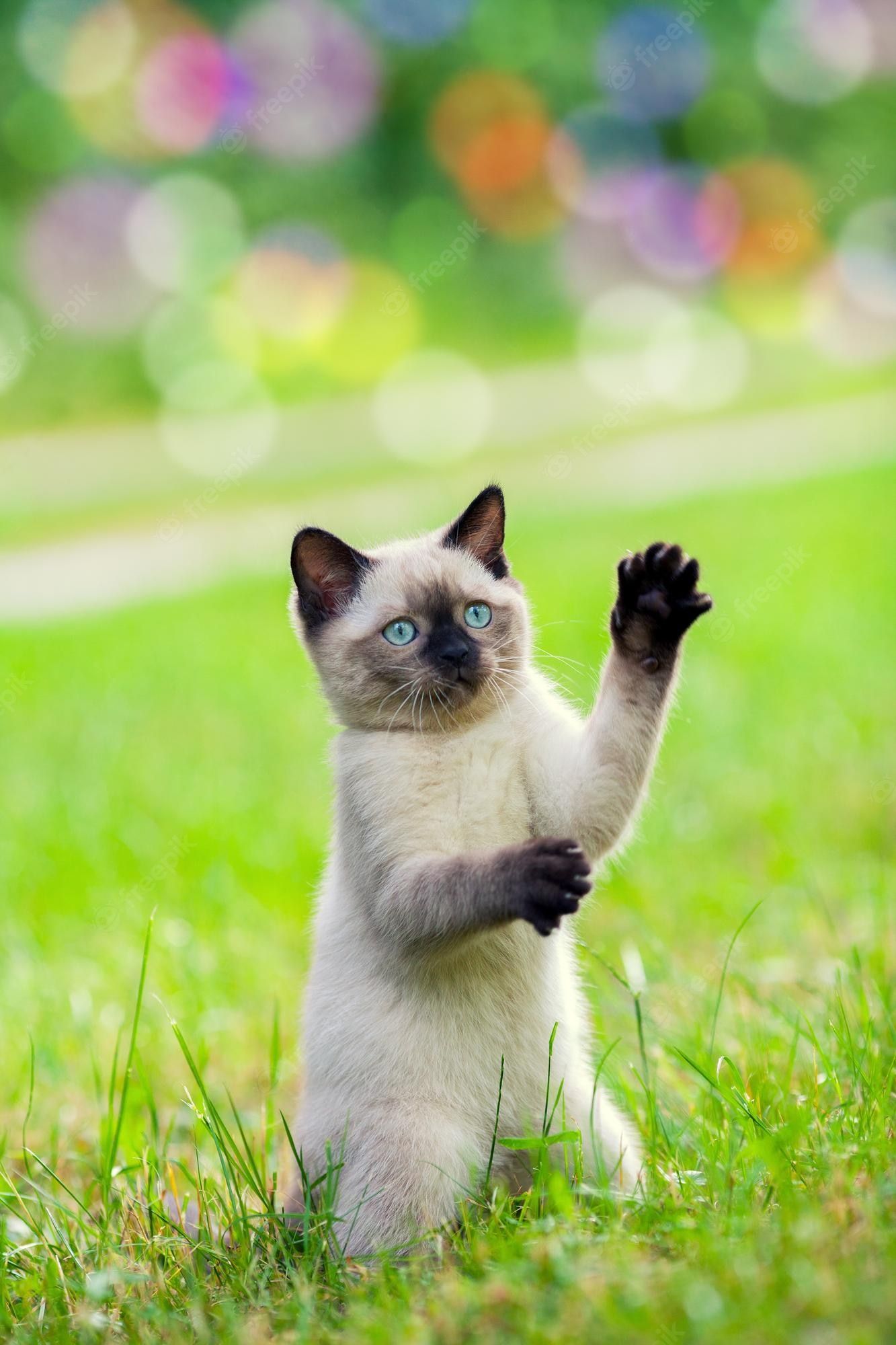 Begging Wallpapers - Top Free Begging Backgrounds - WallpaperAccess