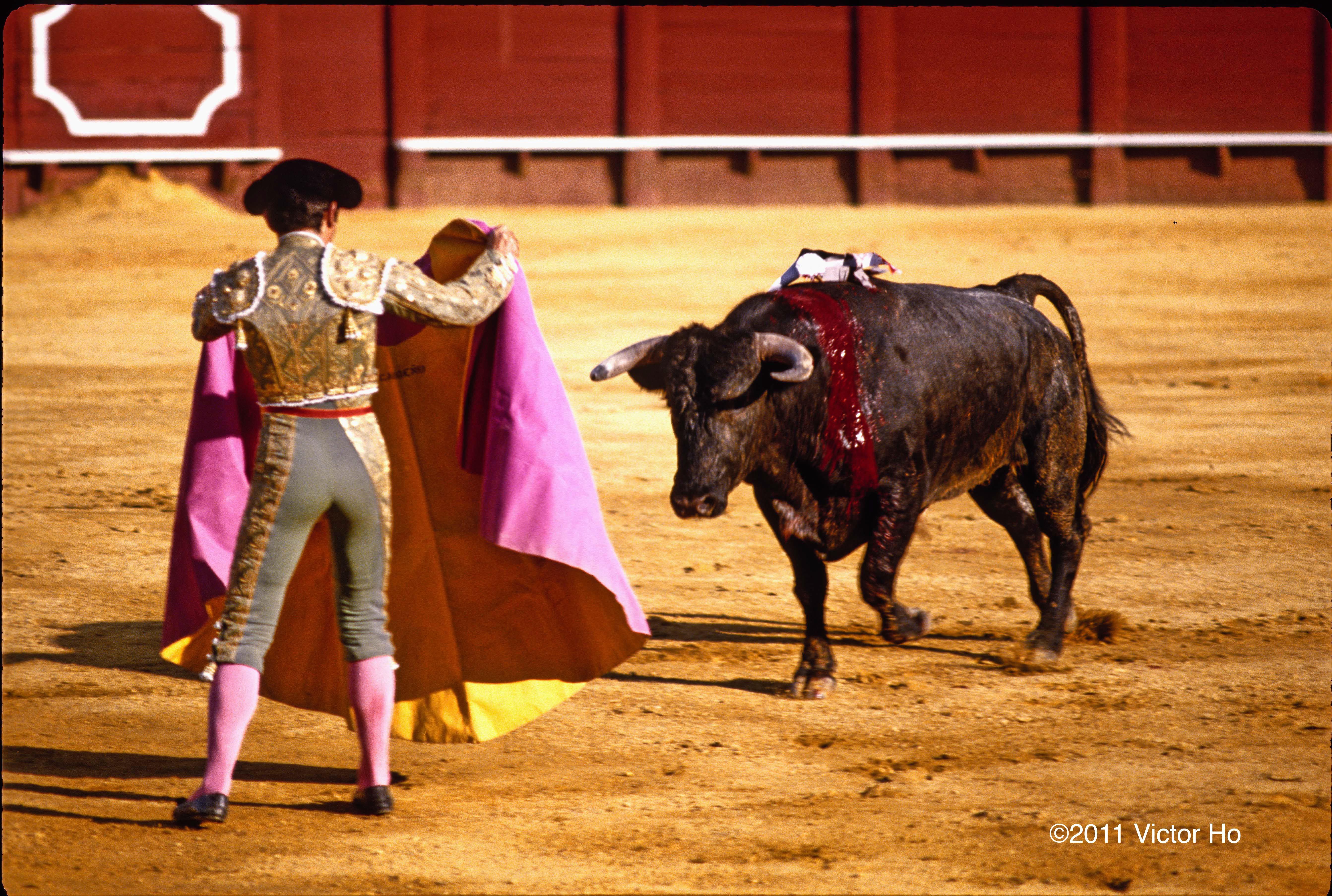 Bullfighting Wallpapers - Top Free Bullfighting Backgrounds ...