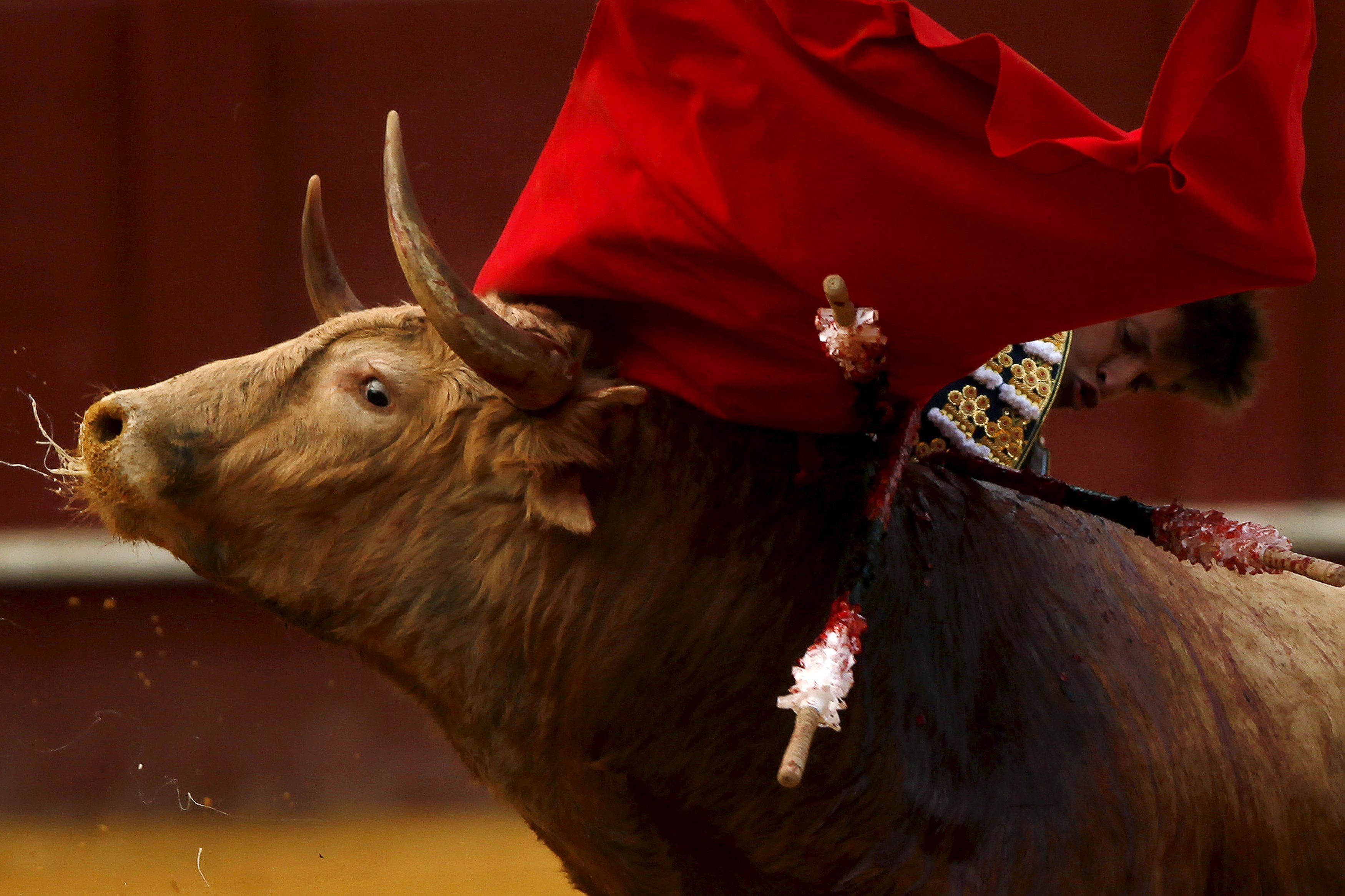 Bullfighting Wallpapers - Top Free Bullfighting Backgrounds ...