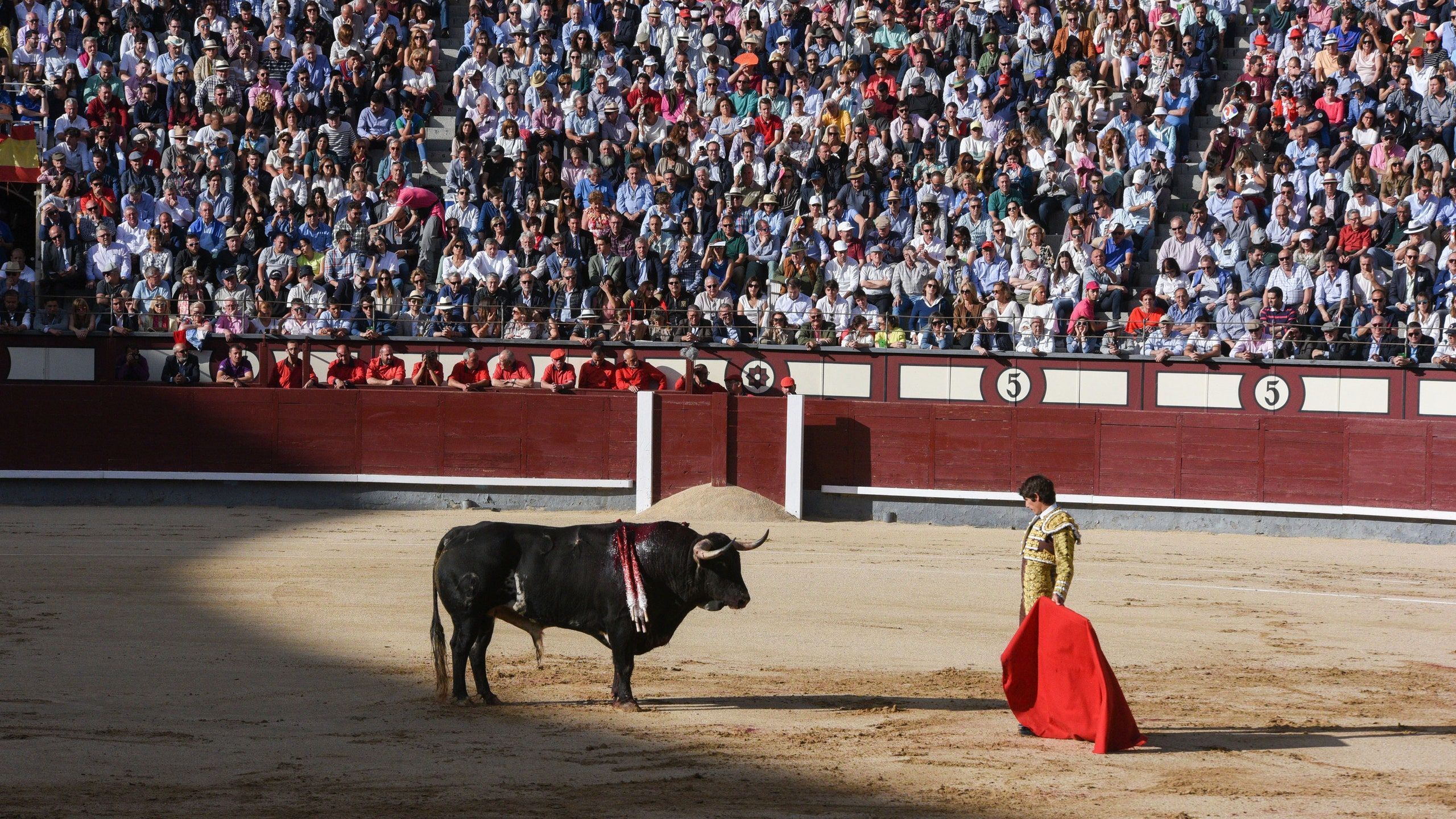 Bullfighting Wallpapers - Top Free Bullfighting Backgrounds ...