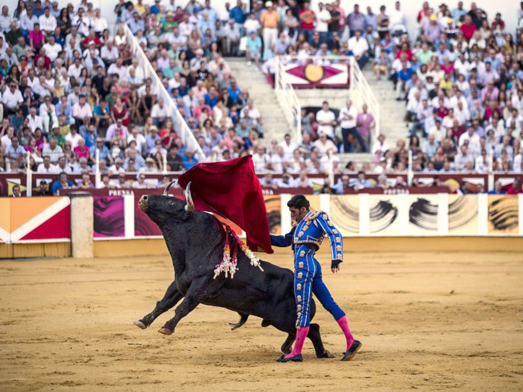 Bullfighting Wallpapers - Top Free Bullfighting Backgrounds ...