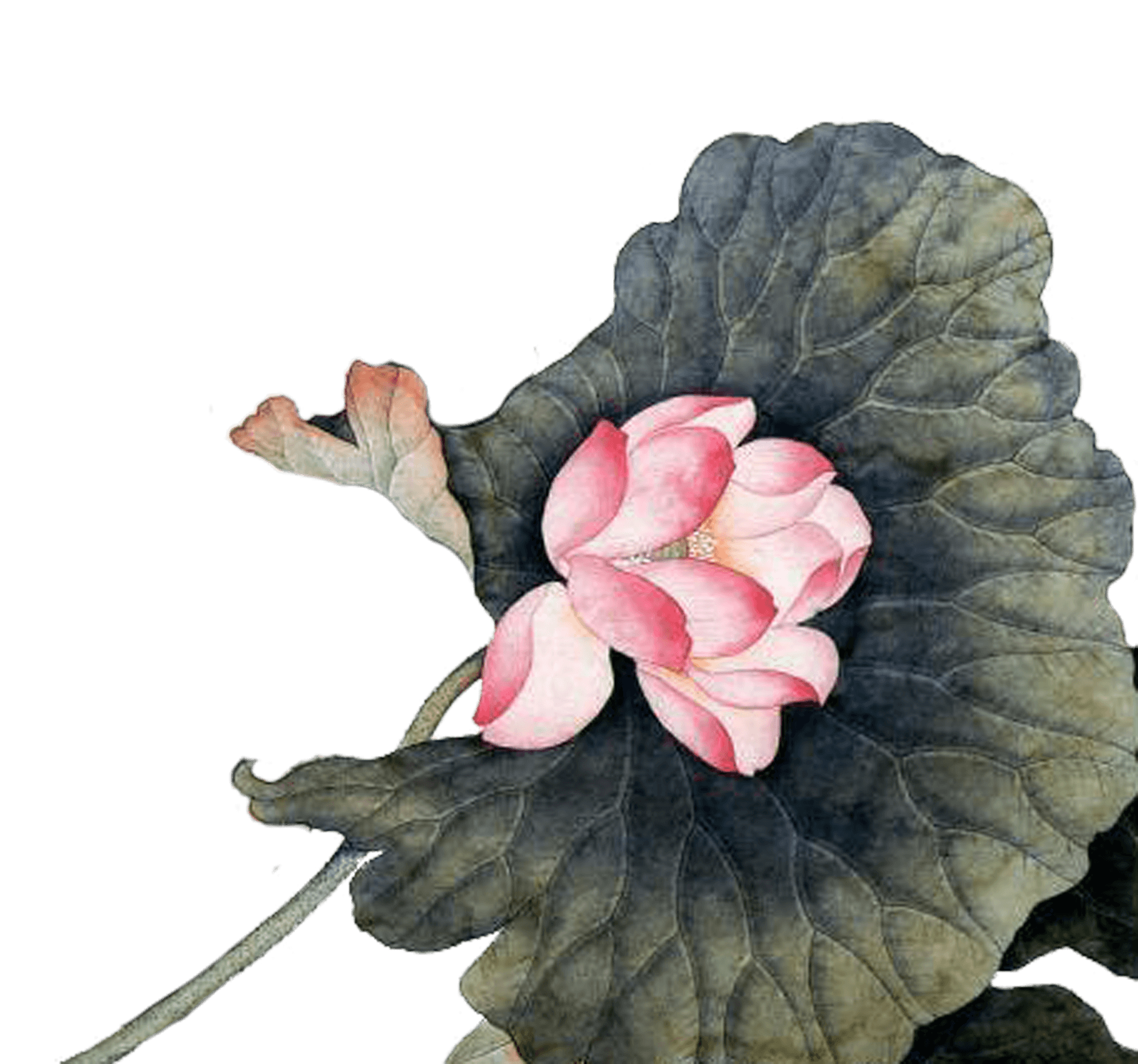 Japanese Lotus Art Wallpapers - Top Free Japanese Lotus Art Backgrounds ...