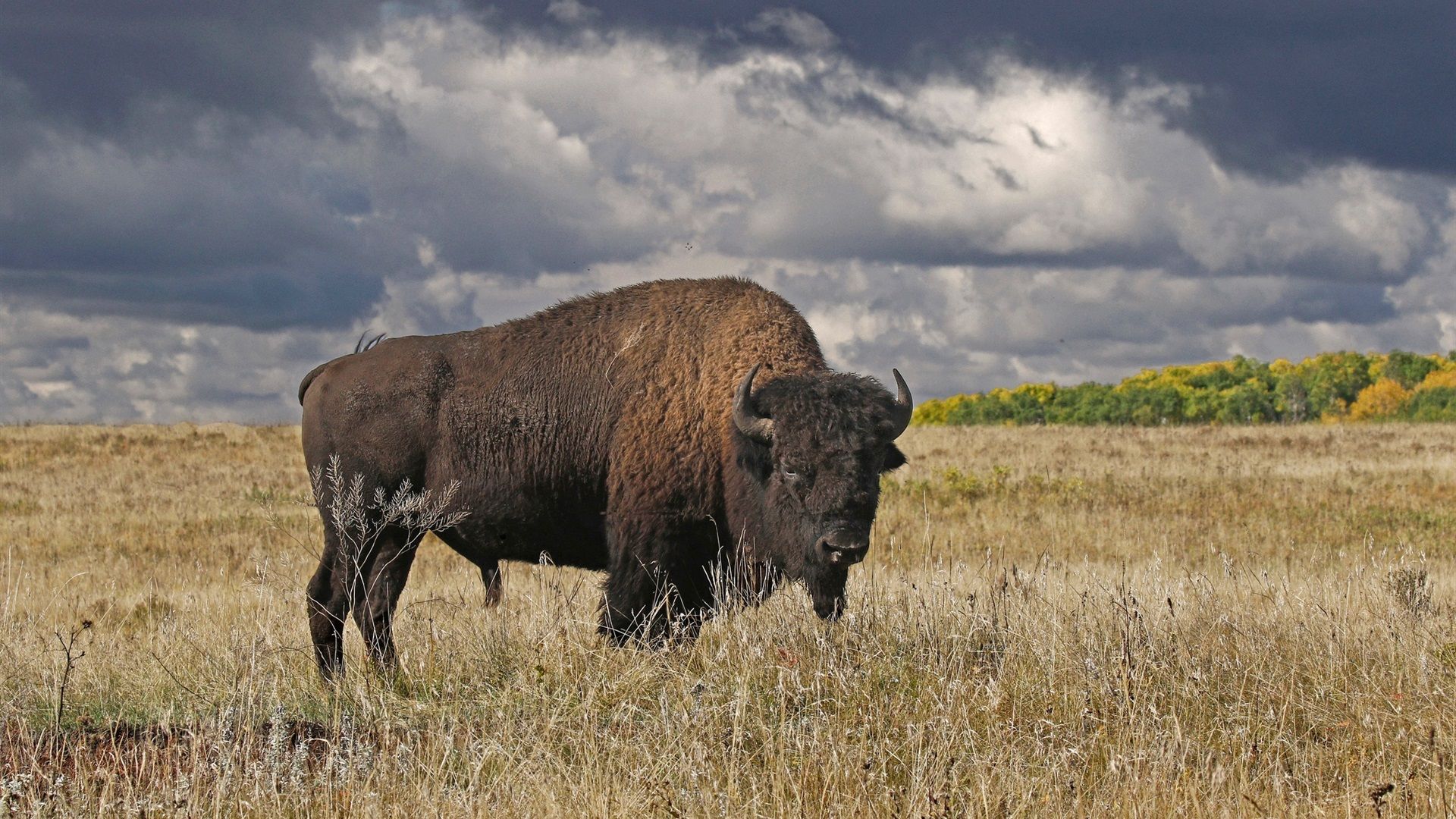 Manitoba Wallpapers - Top Free Manitoba Backgrounds - WallpaperAccess