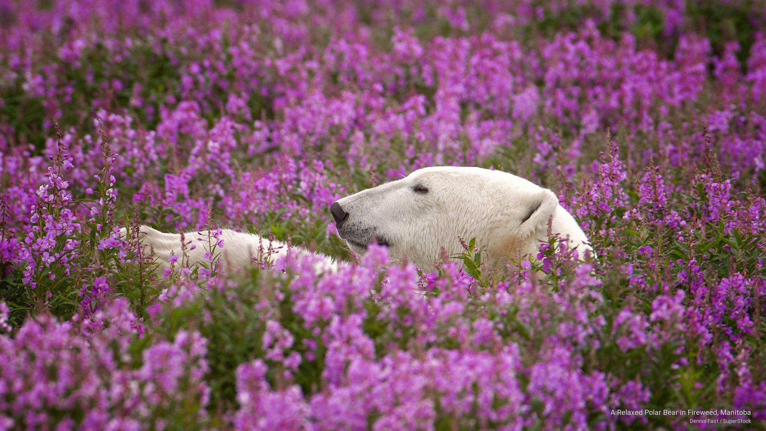 Manitoba Wallpapers - Top Free Manitoba Backgrounds - WallpaperAccess