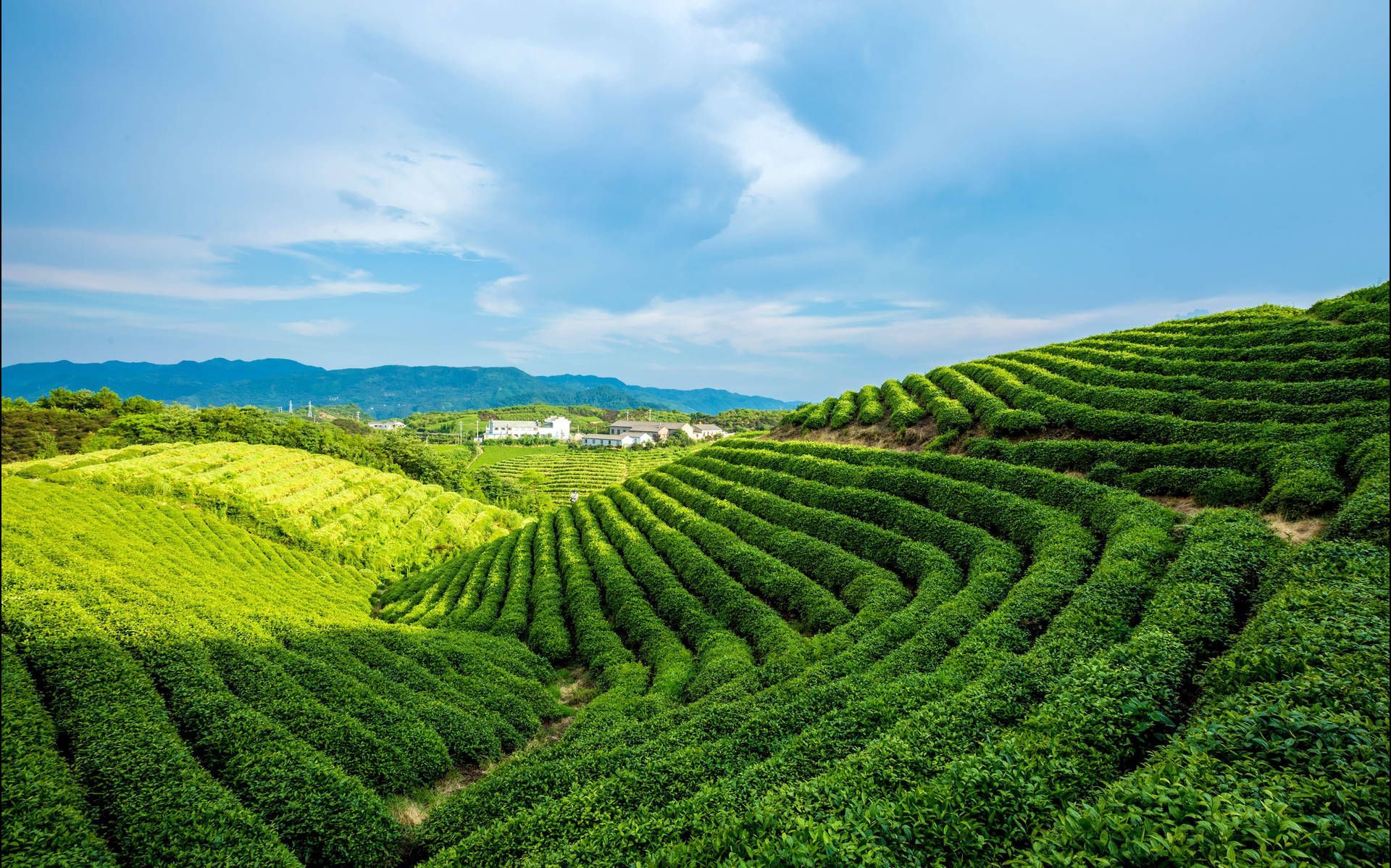 Tea Farm Wallpapers - Top Free Tea Farm Backgrounds - WallpaperAccess