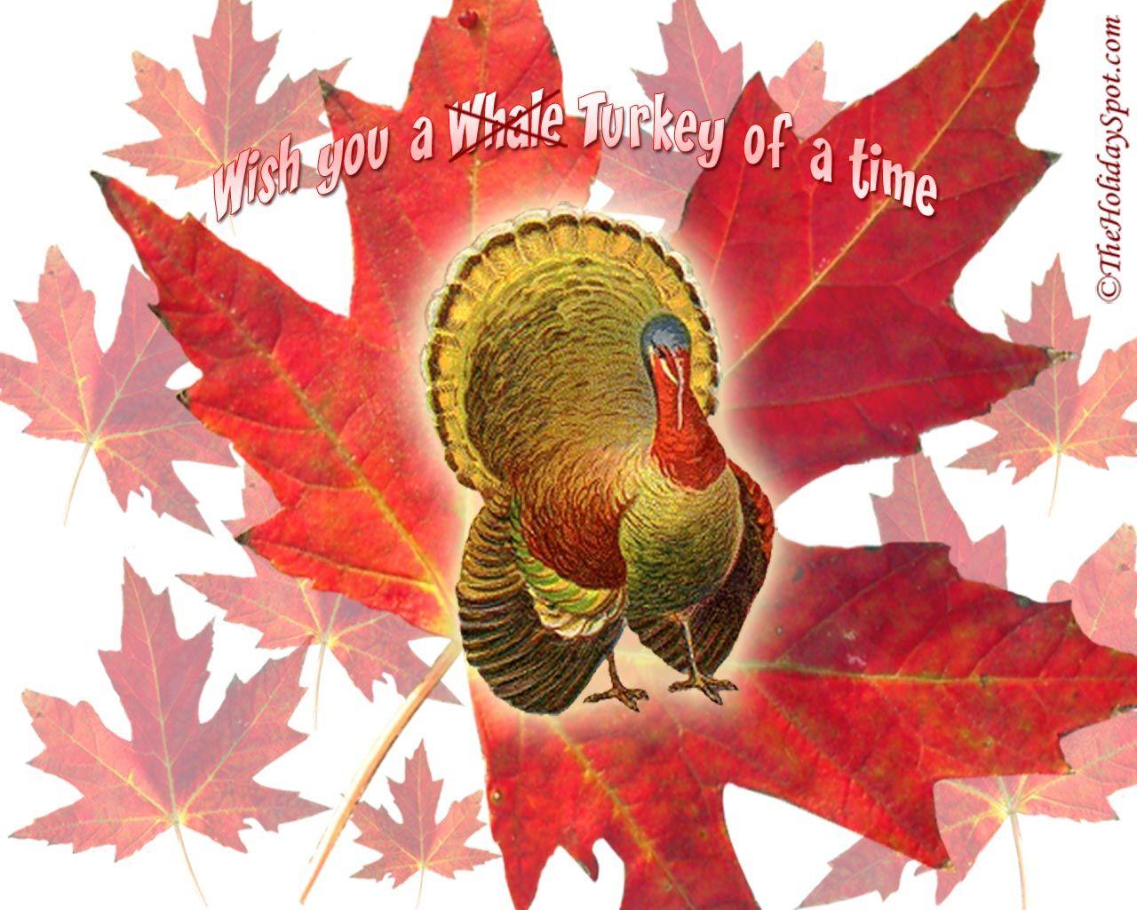 Thanksgiving Turkey Wallpapers - Top Free Thanksgiving Turkey ...