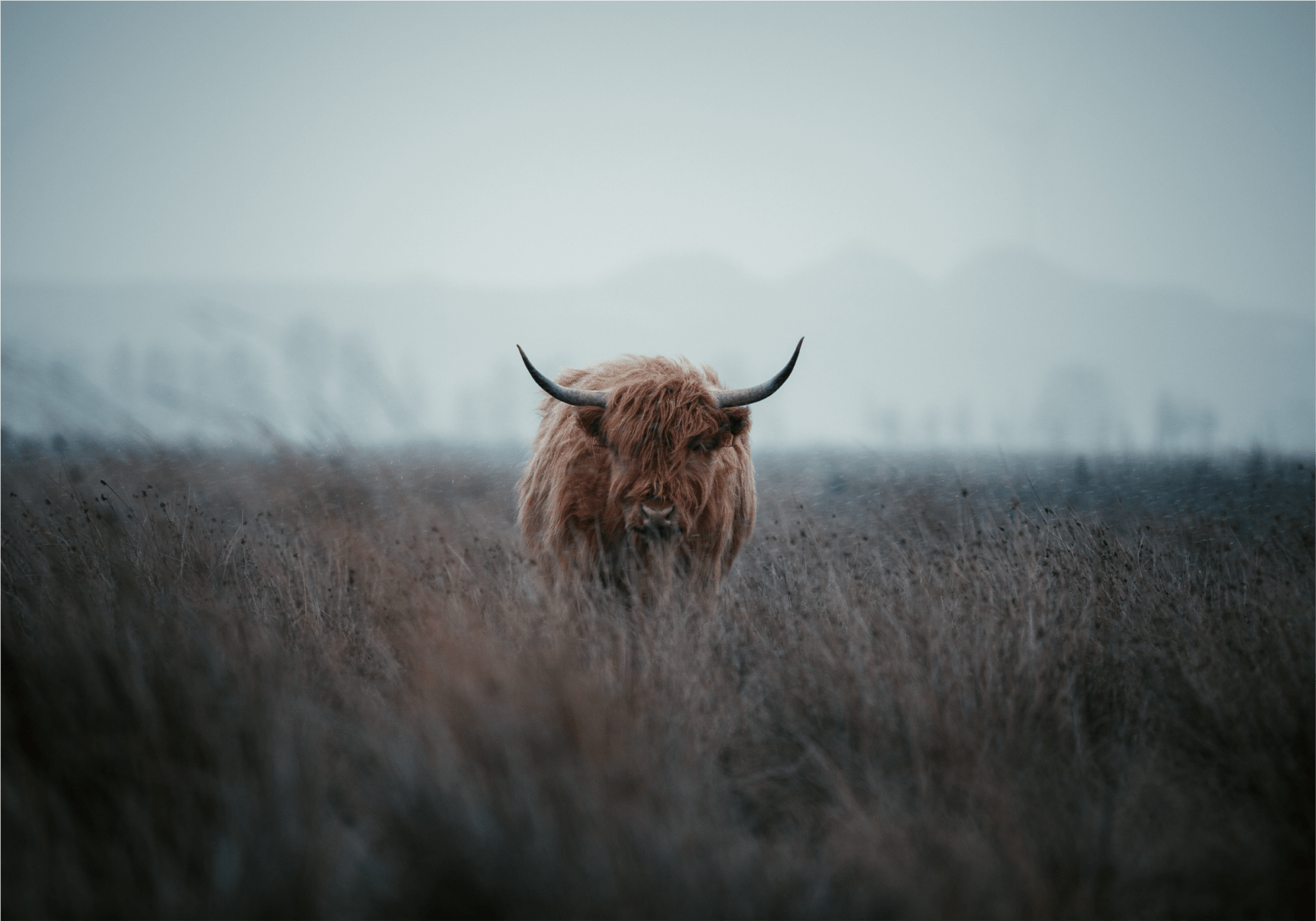 Highland Cattle Wallpapers - Top Free Highland Cattle Backgrounds ...