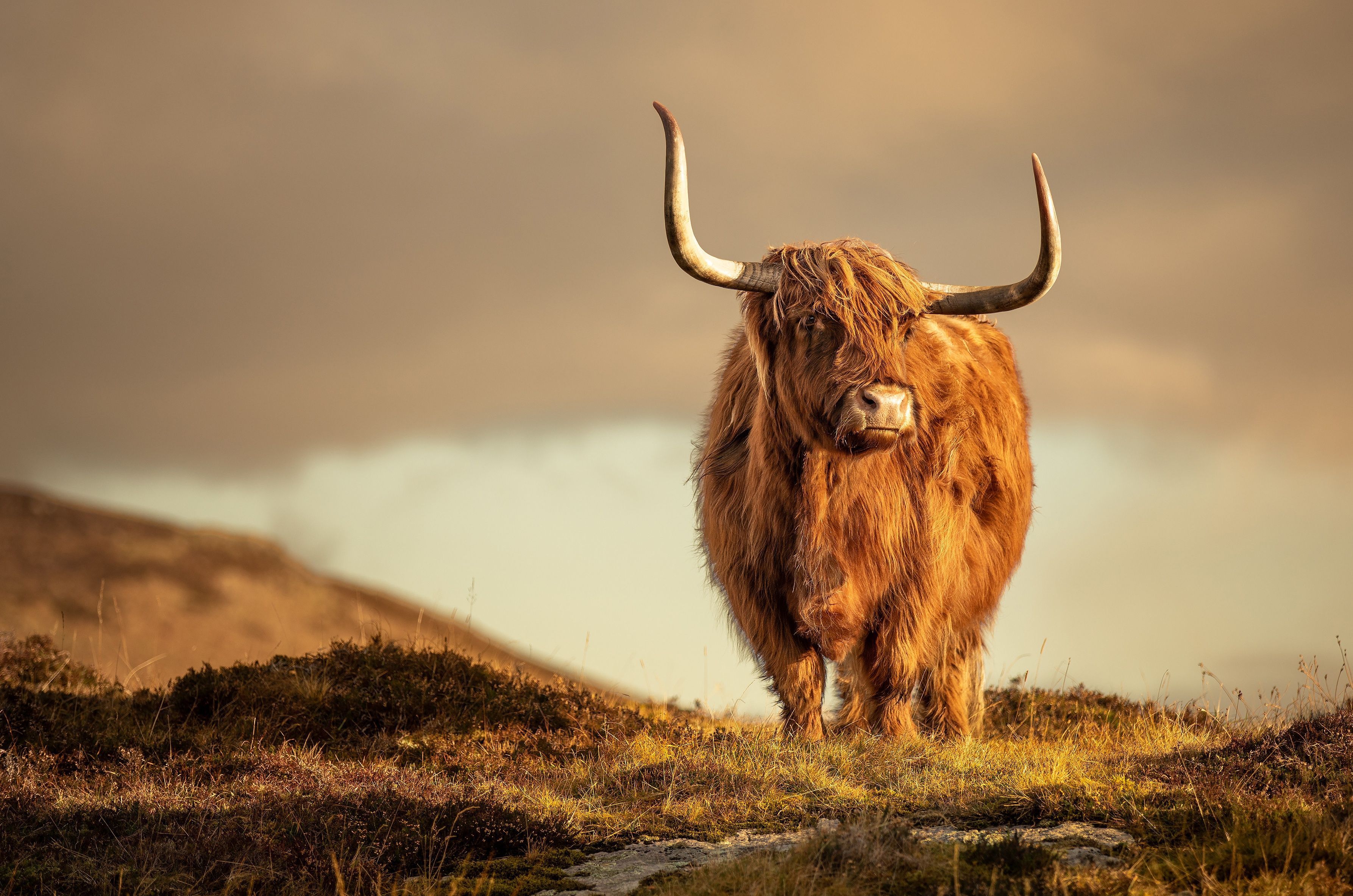 Highland Cattle Wallpapers - Top Free Highland Cattle Backgrounds ...