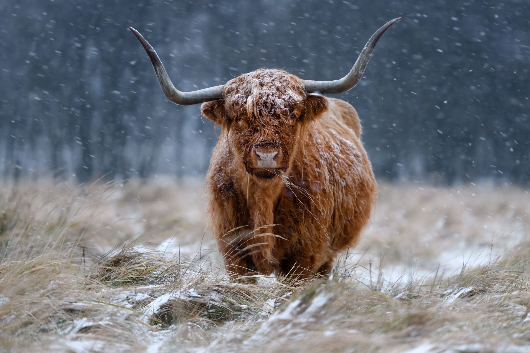 Highland Cattle Wallpapers - Top Free Highland Cattle Backgrounds ...