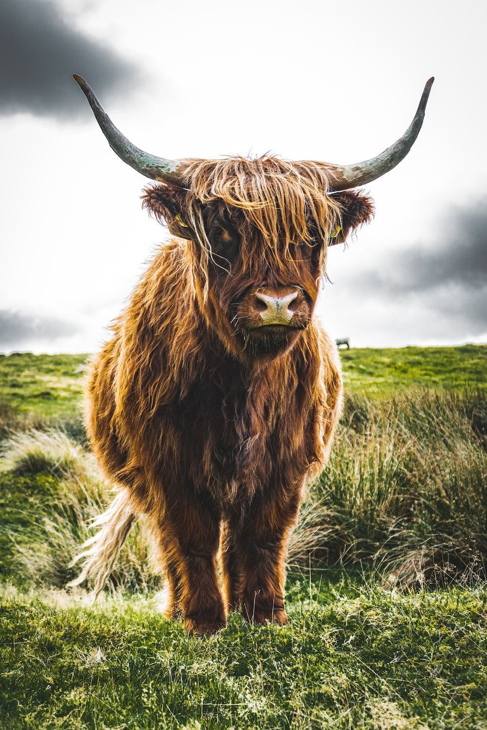 Highland Cattle Wallpapers - Top Free Highland Cattle Backgrounds ...