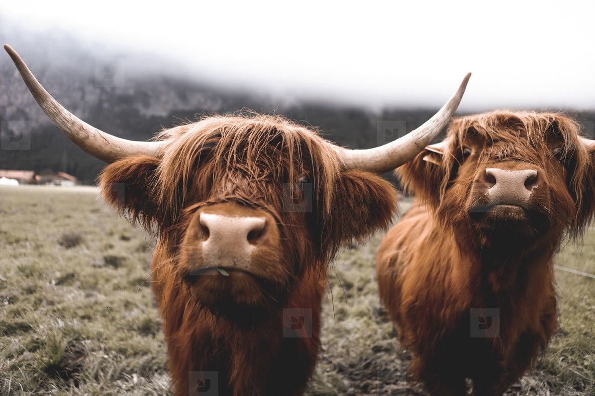 Highland Cattle Wallpapers - Top Free Highland Cattle Backgrounds ...