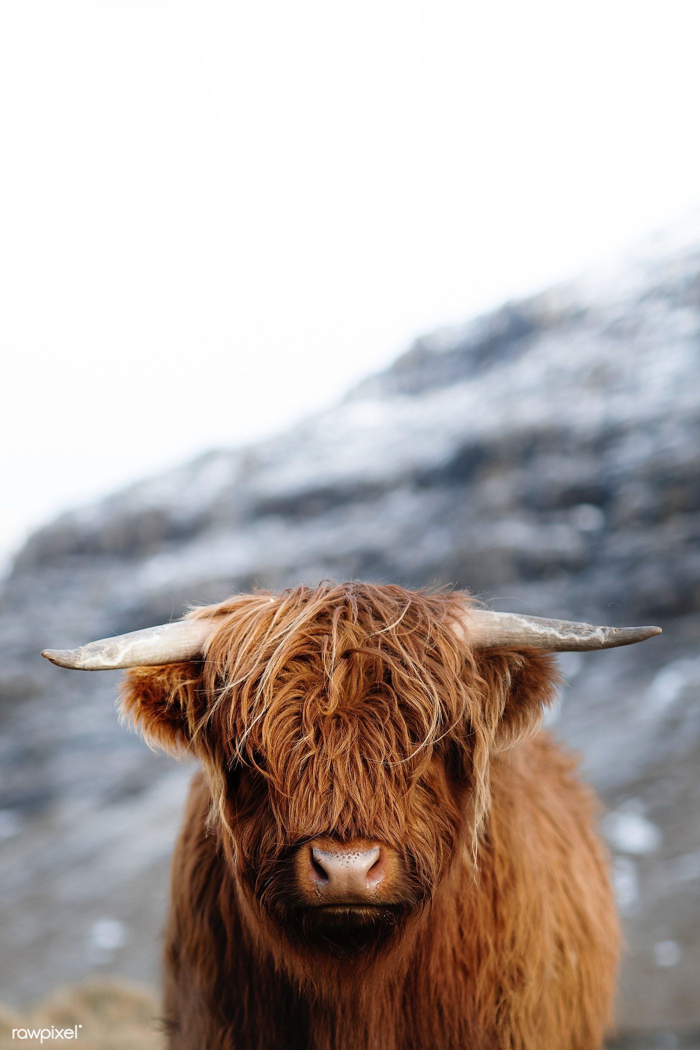 Highland Cattle Wallpapers - Top Free Highland Cattle Backgrounds ...