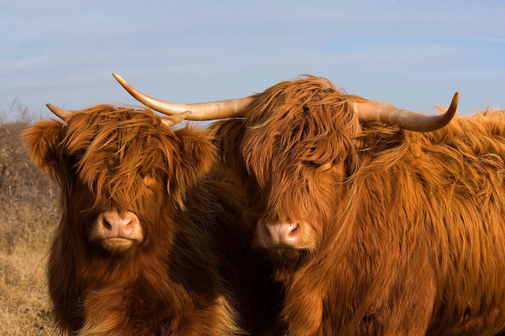Highland Cattle Wallpapers - Top Free Highland Cattle Backgrounds ...