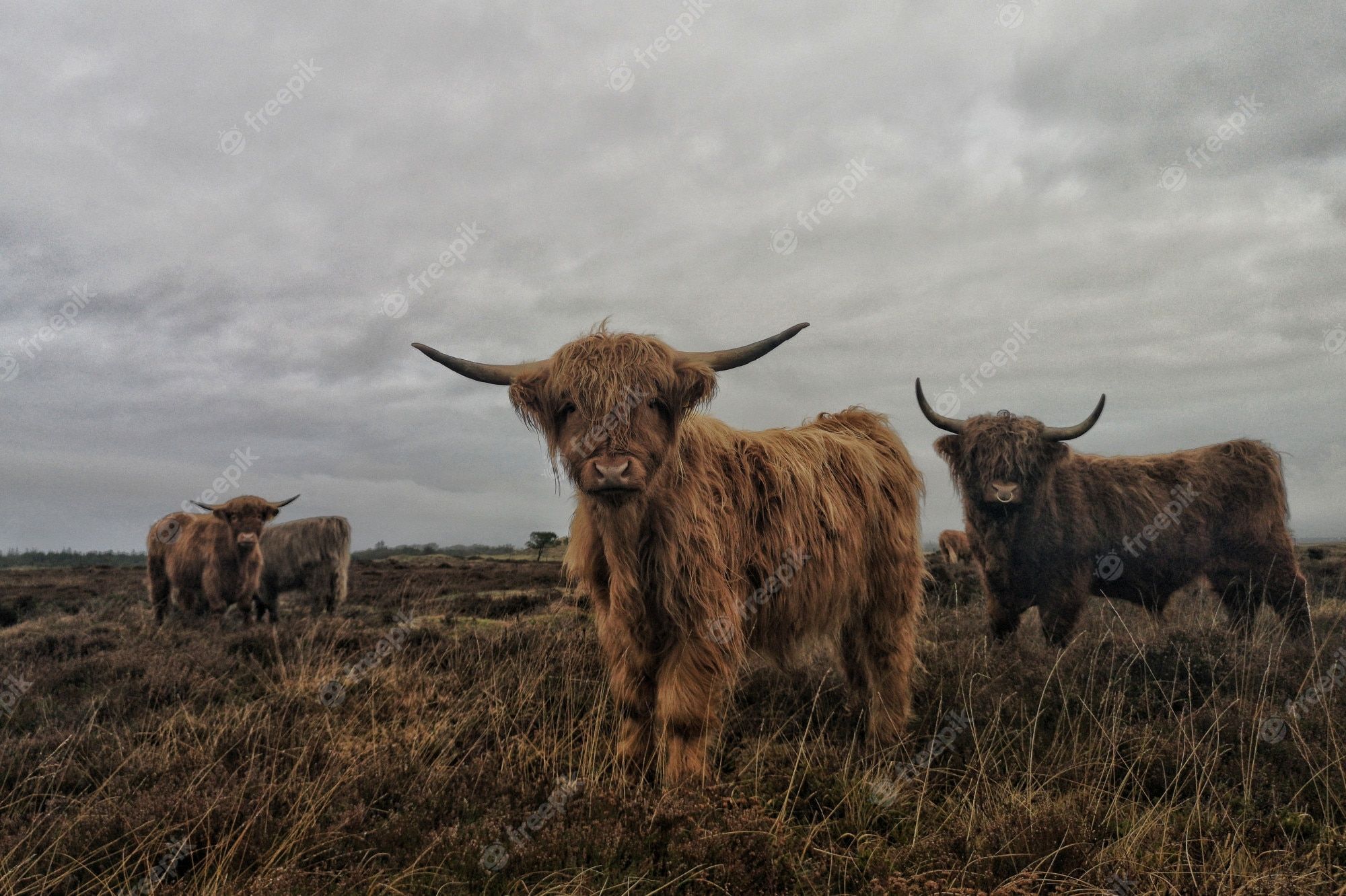 Highland Cattle Wallpapers - Top Free Highland Cattle Backgrounds ...