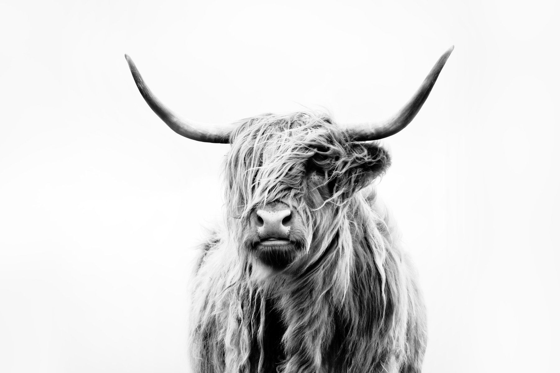 Highland Cattle Wallpapers - Top Free Highland Cattle Backgrounds ...