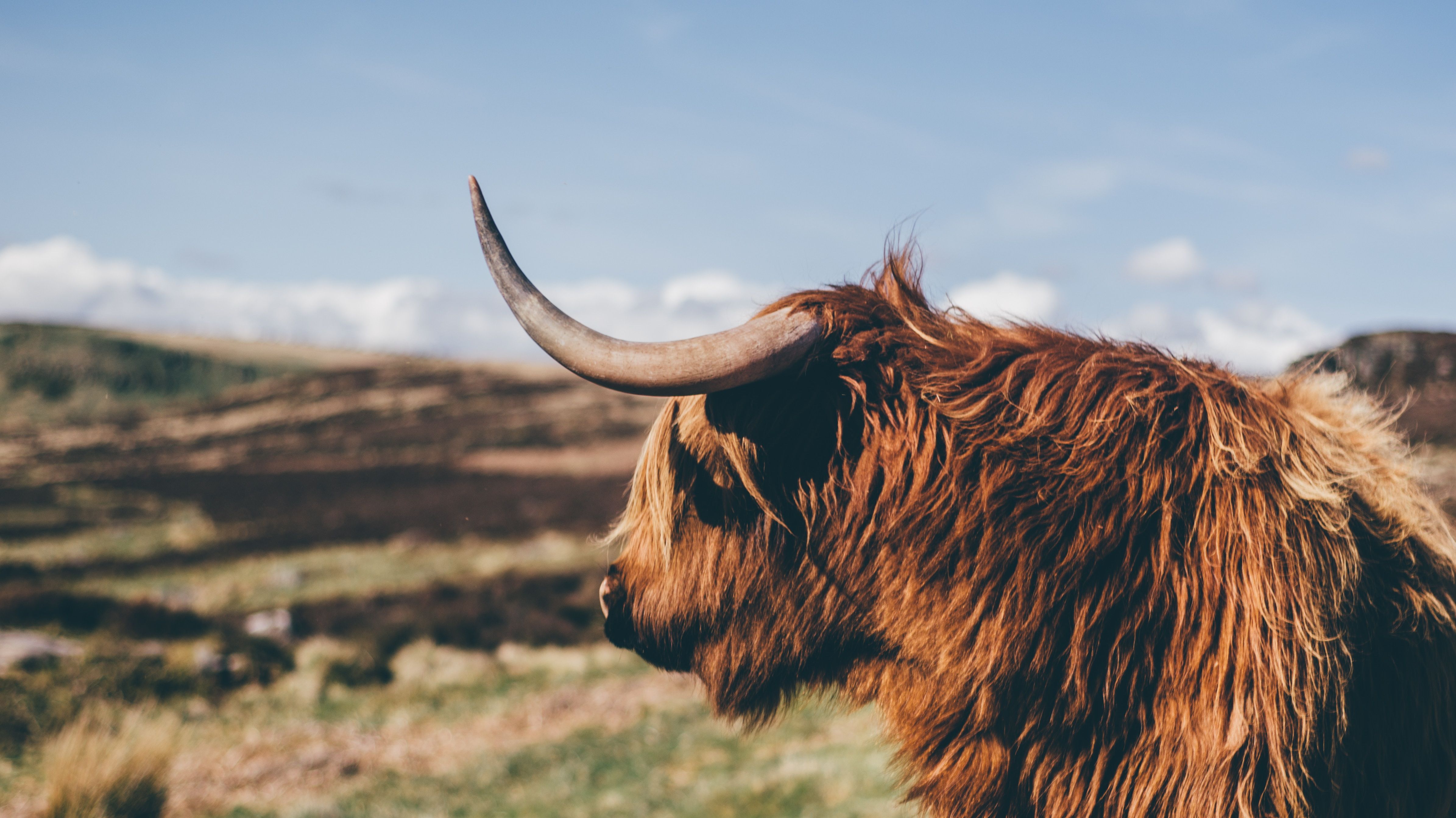 Highland Cattle Wallpapers - Top Free Highland Cattle Backgrounds ...