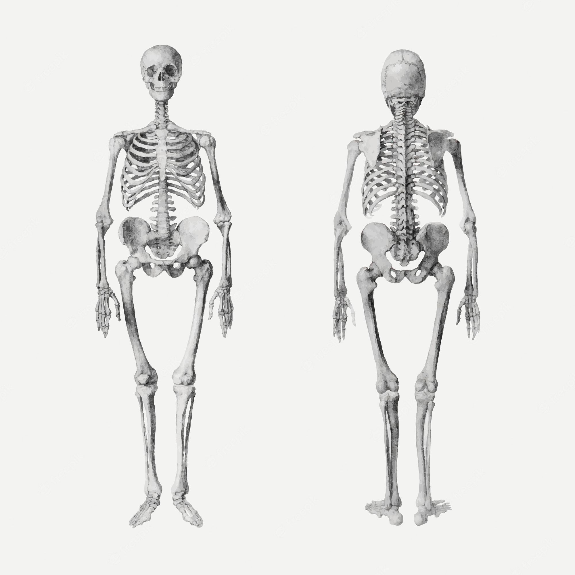 Skeletal System Wallpapers - Top Free Skeletal System Backgrounds ...