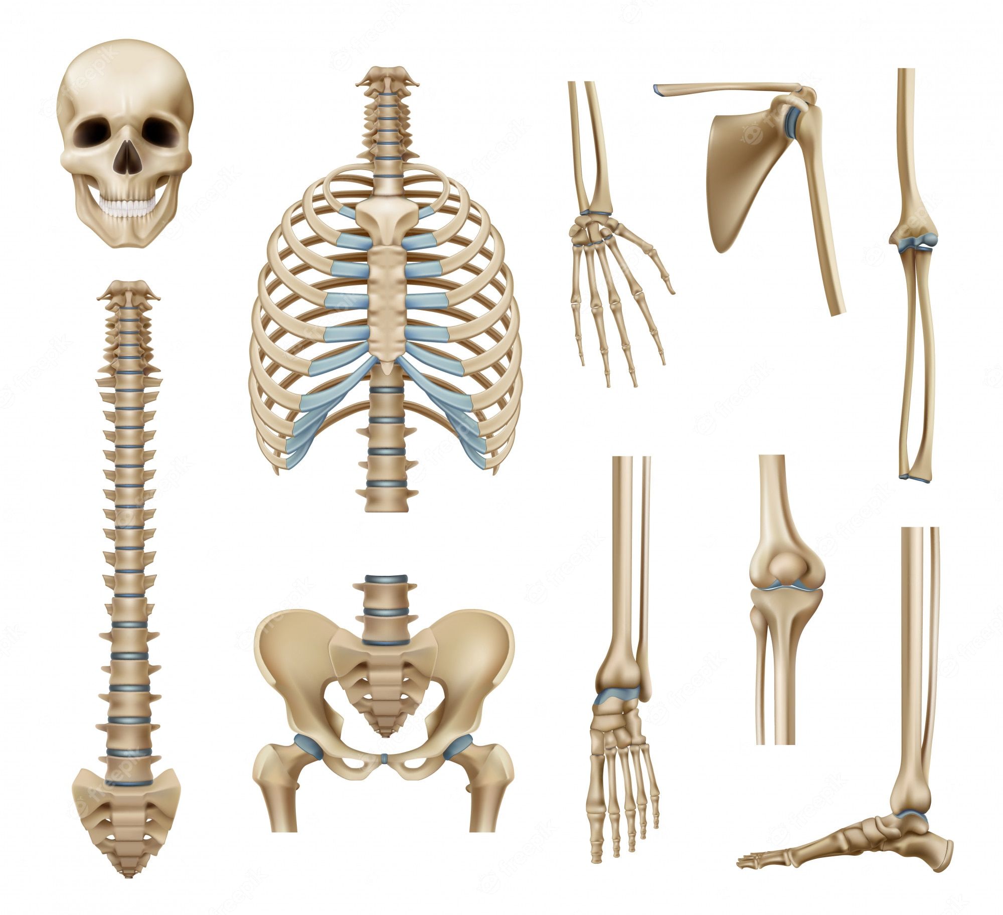 Skeletal System Wallpapers - Top Free Skeletal System Backgrounds ...