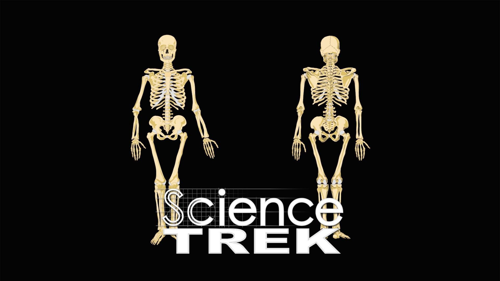 Skeletal System Wallpapers - Top Free Skeletal System Backgrounds ...