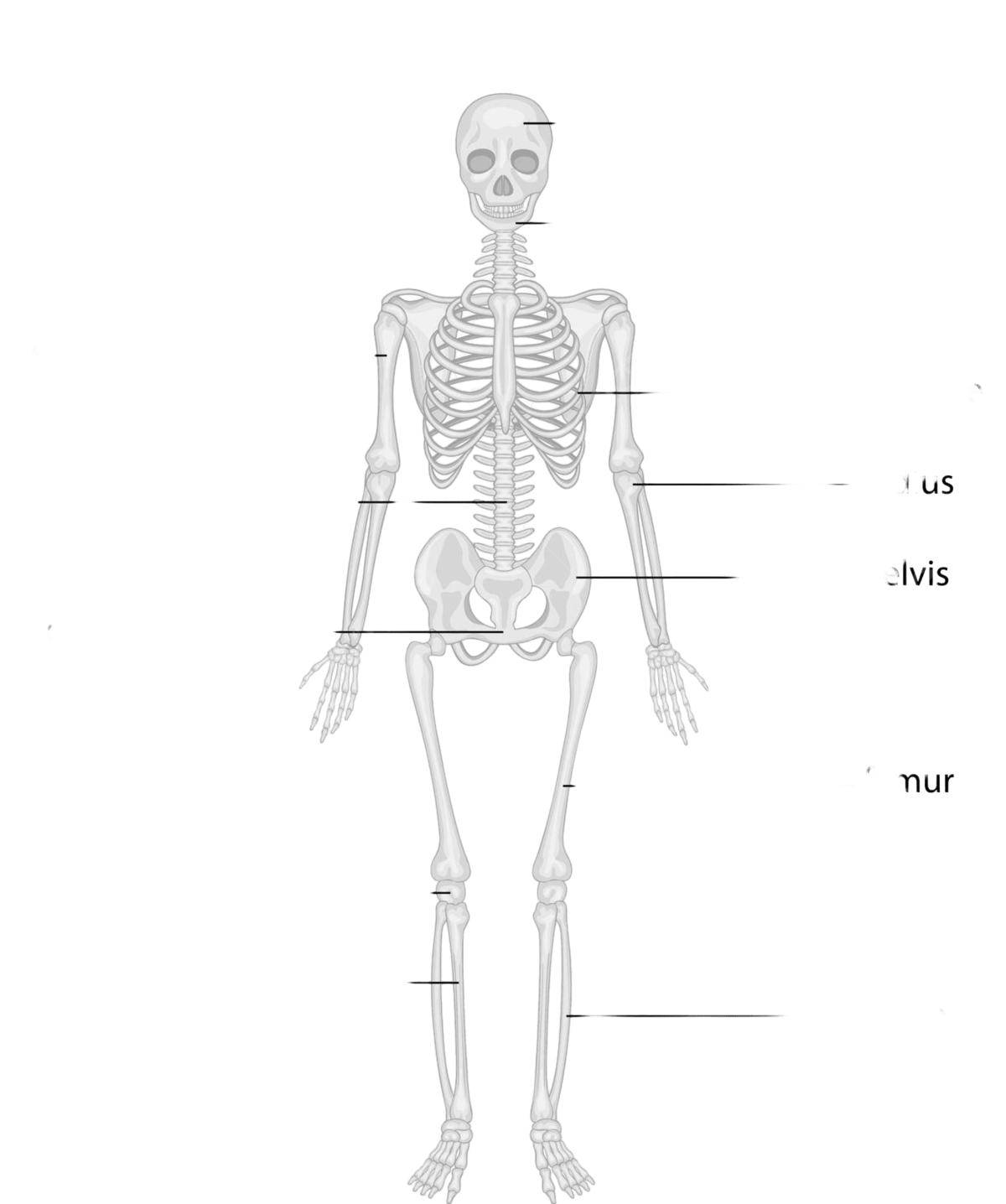 Skeletal System Wallpapers - Top Free Skeletal System Backgrounds ...