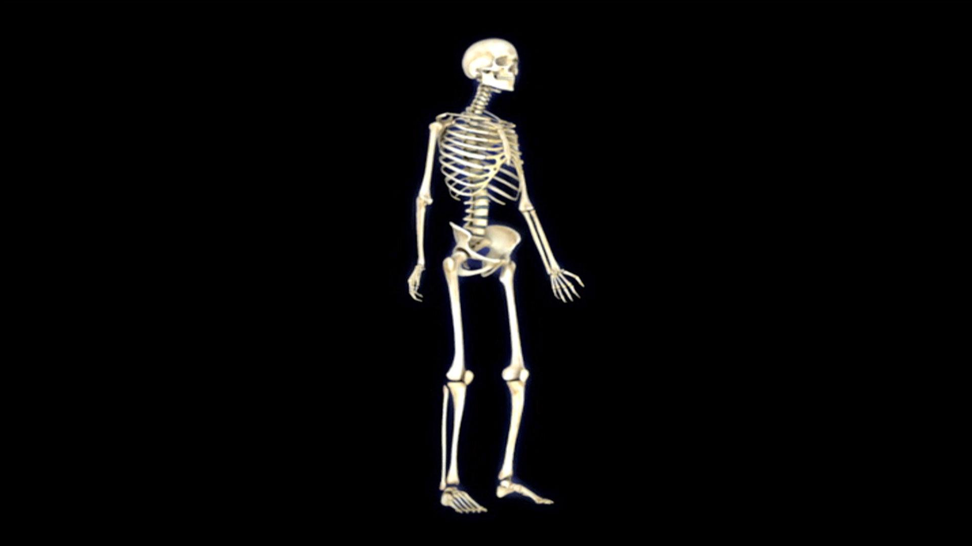 Skeletal System Wallpapers - Top Free Skeletal System Backgrounds ...