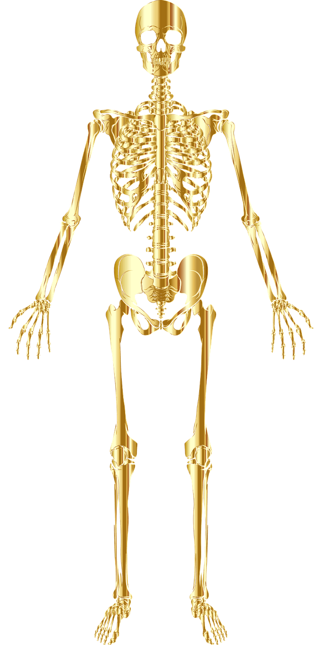 Skeletal System Wallpapers - Top Free Skeletal System Backgrounds ...