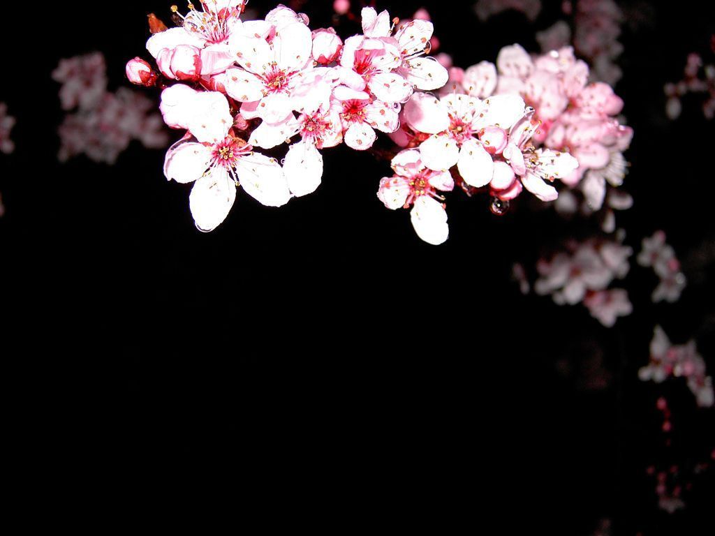 Black Sakura Wallpapers - Top Free Black Sakura Backgrounds ...
