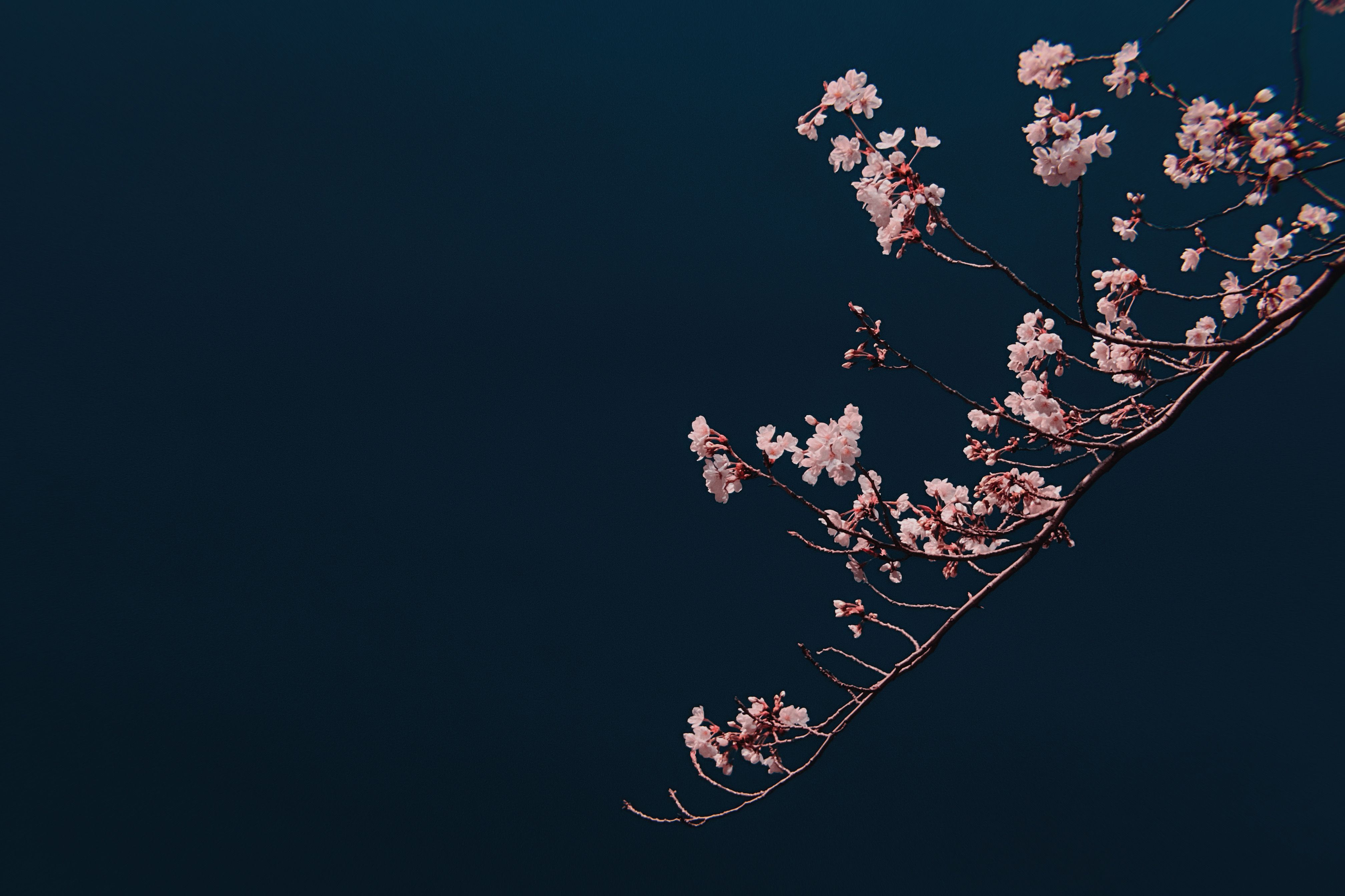 Black Sakura Wallpapers - Top Free Black Sakura Backgrounds - WallpaperAccess