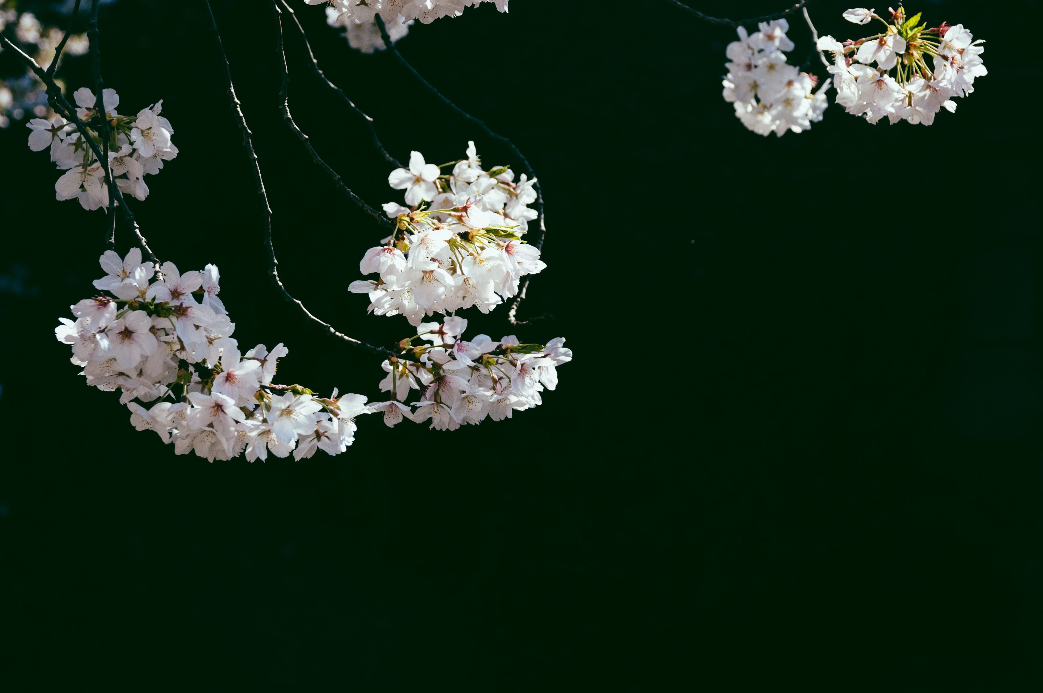 Black Sakura Wallpapers - Top Free Black Sakura Backgrounds ...