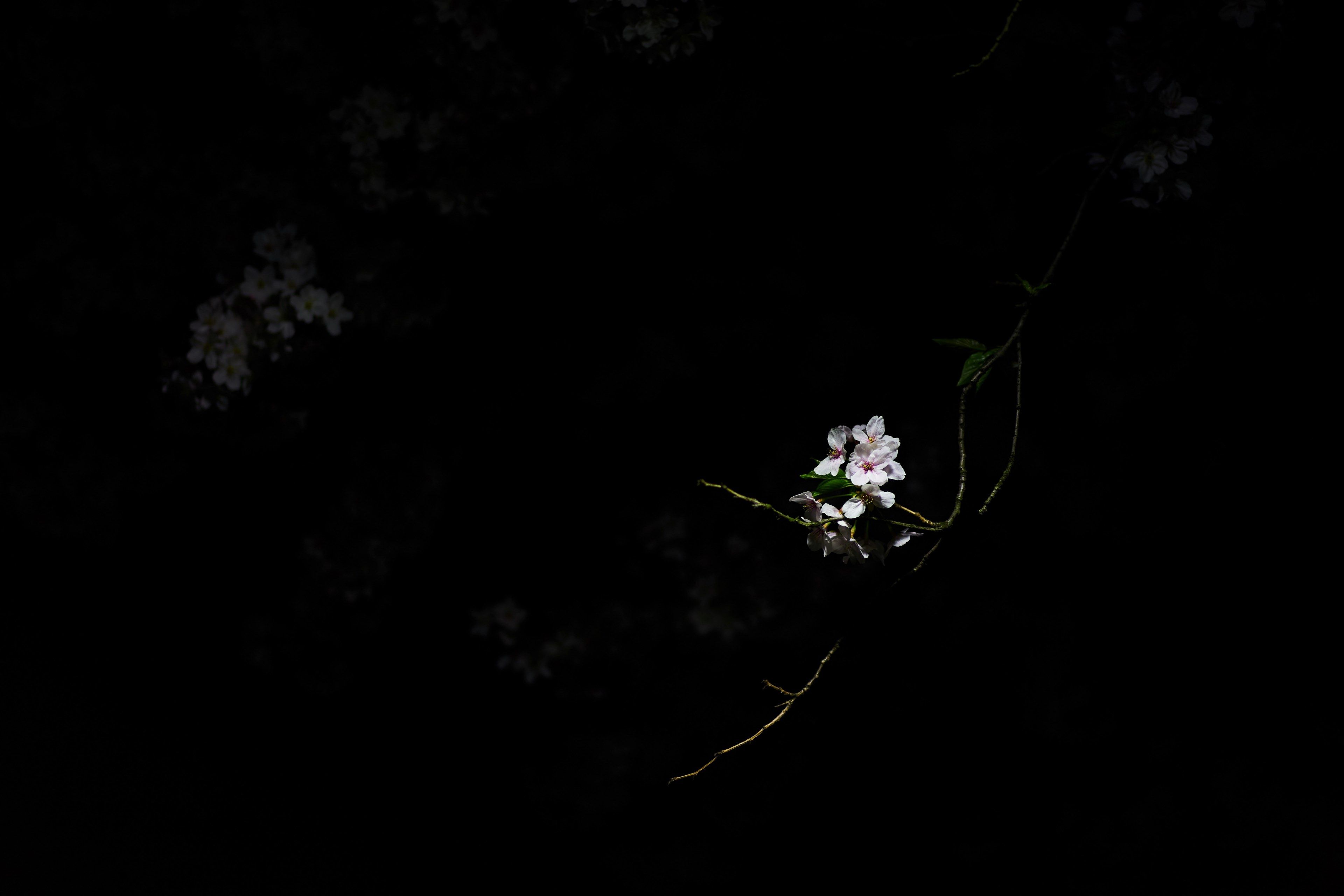 Black Sakura Wallpapers - Top Free Black Sakura Backgrounds ...