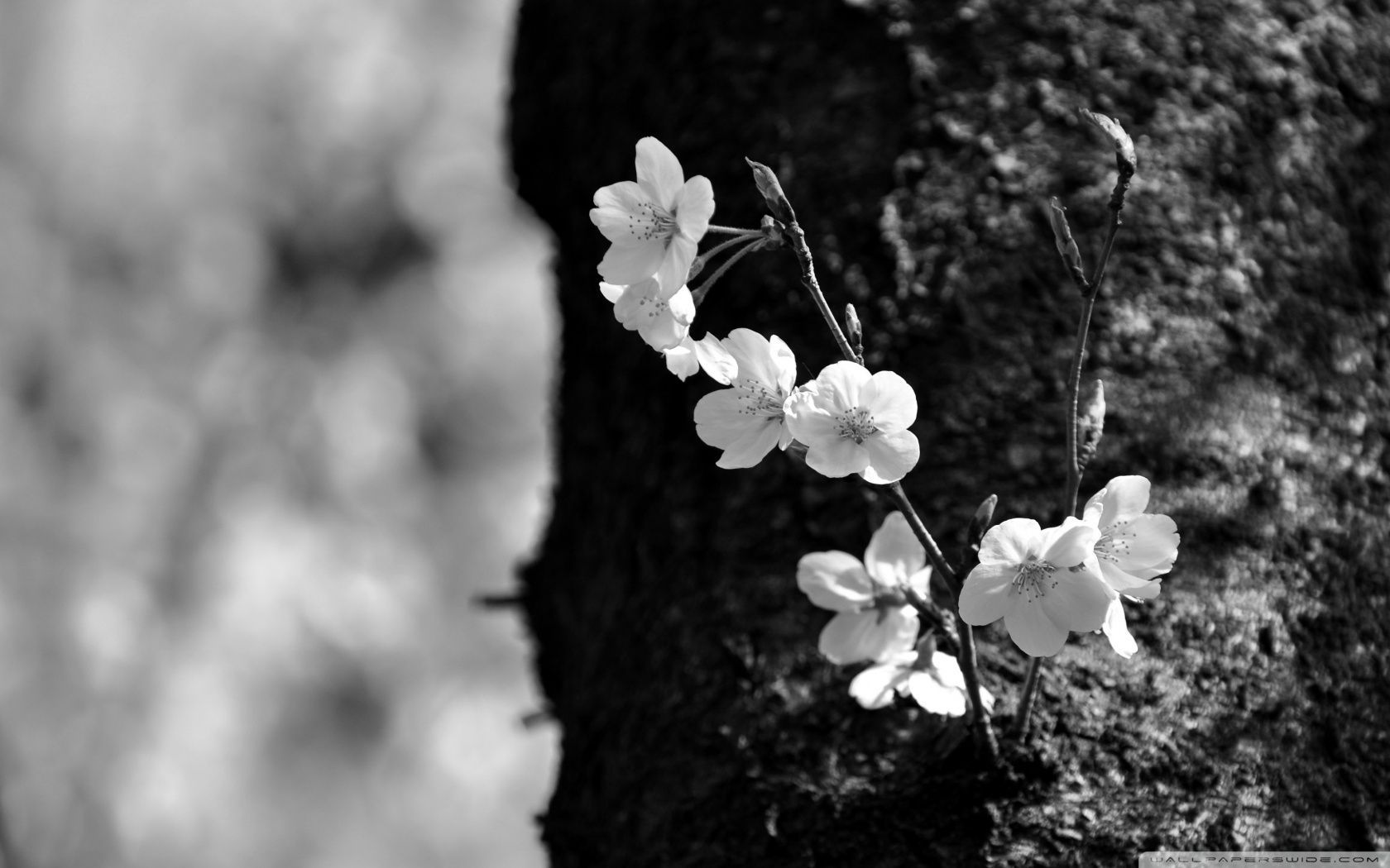 Black Sakura Wallpapers - Top Free Black Sakura Backgrounds ...