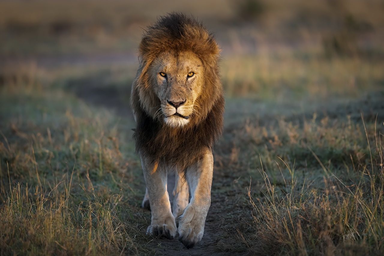 Lion Attitude Wallpapers - Top Free Lion Attitude Backgrounds ... Lion Attitude Wallpapers - Top Free Lion Attitude Backgrounds ...