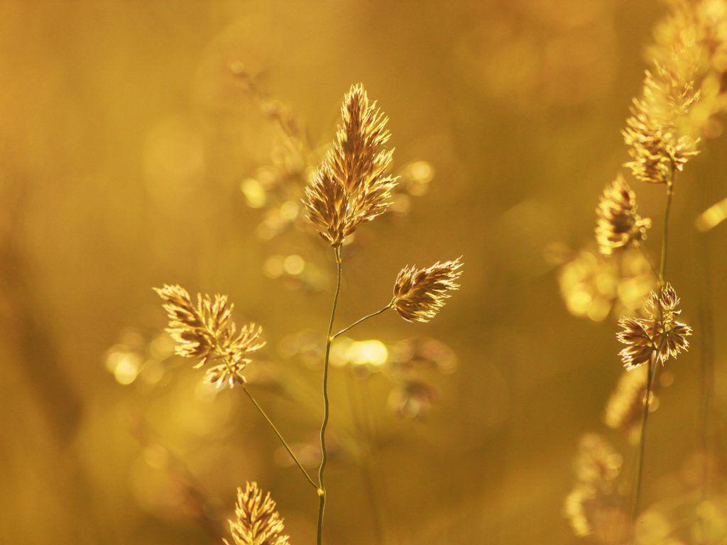 Gold 4K Wallpapers - Top Free Gold 4K Backgrounds - WallpaperAccess