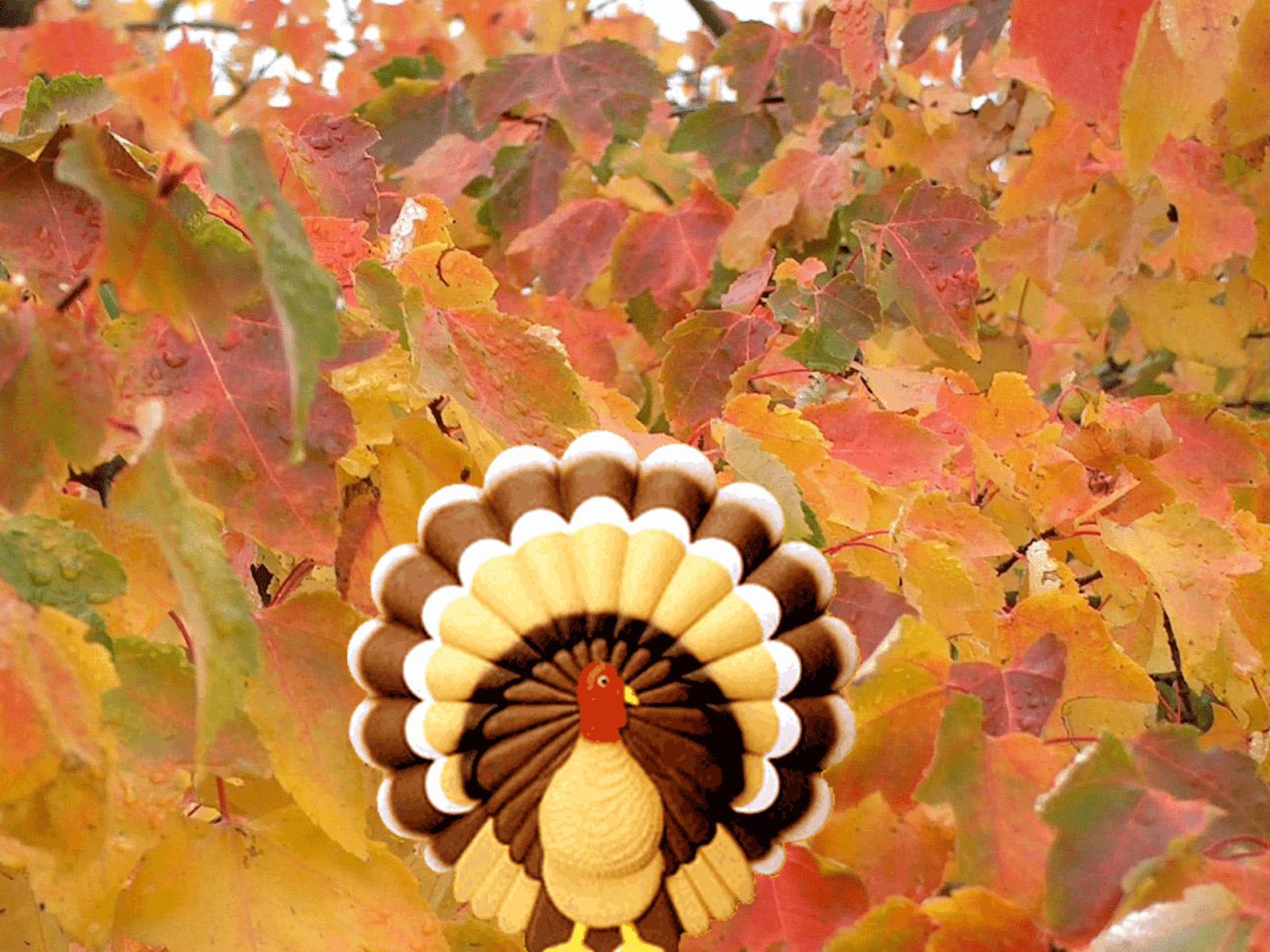 Thanksgiving Turkey Wallpapers - Top Free Thanksgiving Turkey ...
