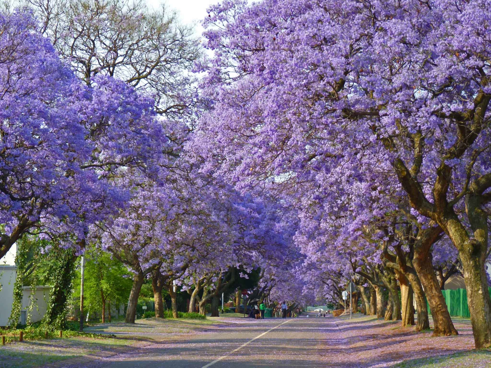 Jacaranda Wallpapers - Top Free Jacaranda Backgrounds - WallpaperAccess