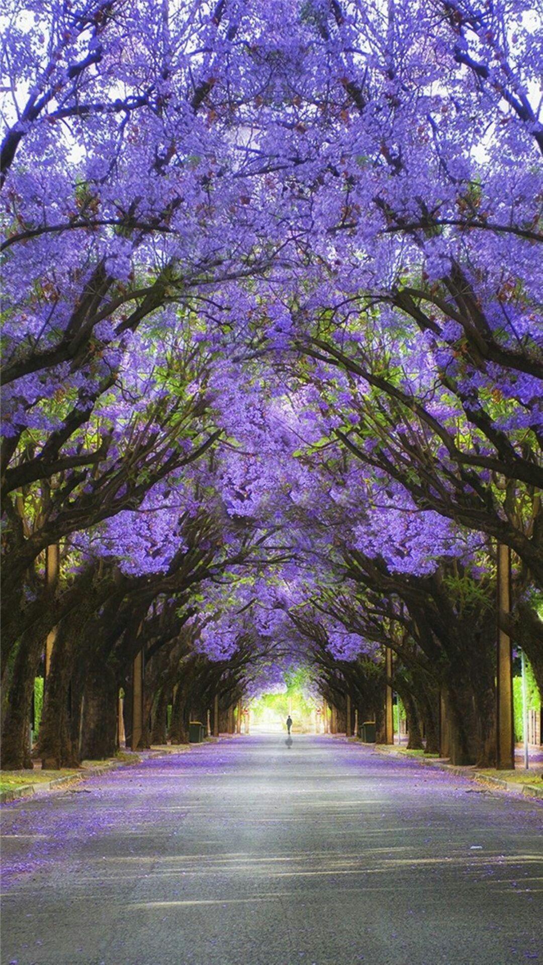 Jacaranda Wallpapers - Top Free Jacaranda Backgrounds - WallpaperAccess