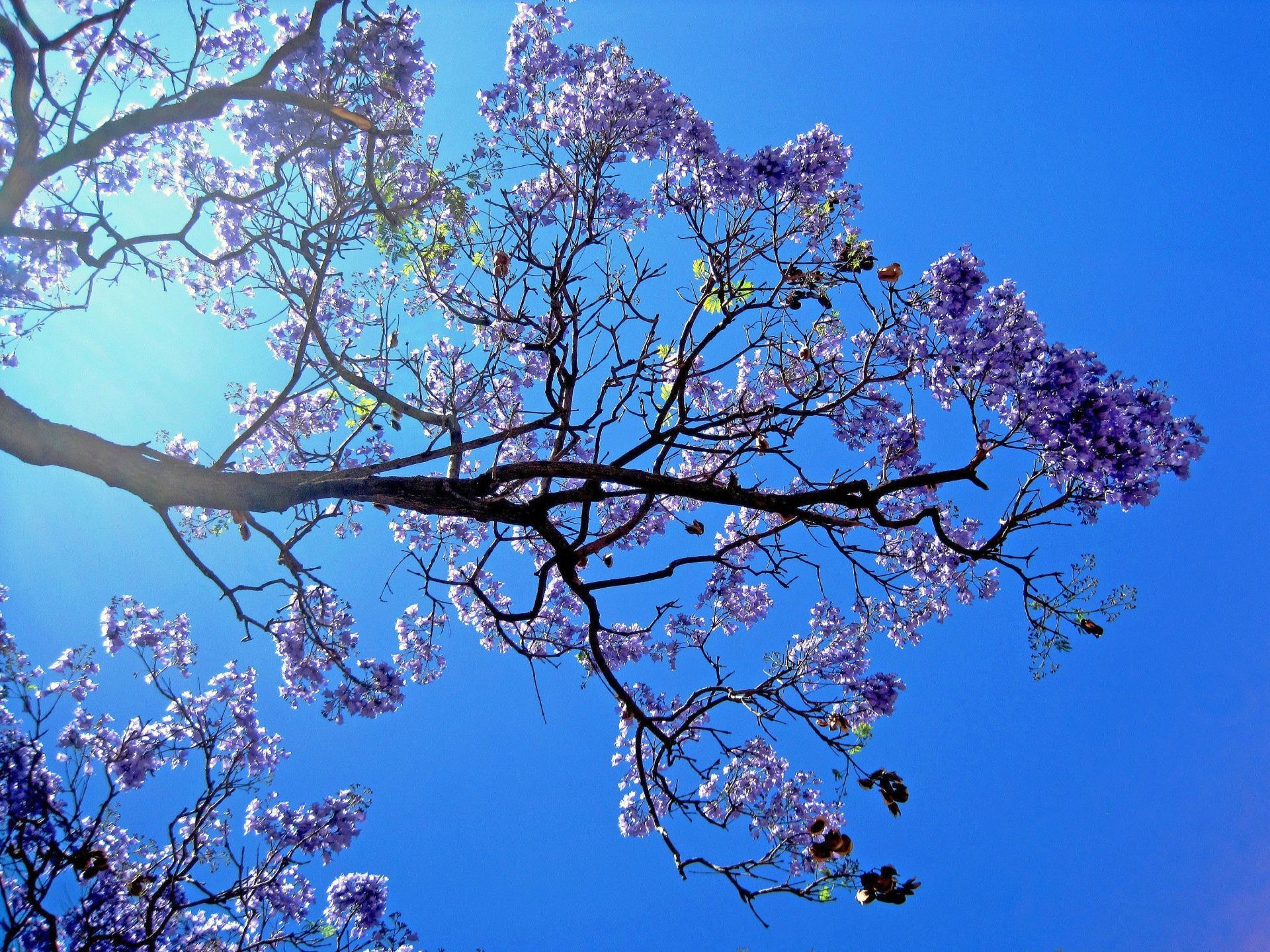 Jacaranda Wallpapers - Top Free Jacaranda Backgrounds - WallpaperAccess
