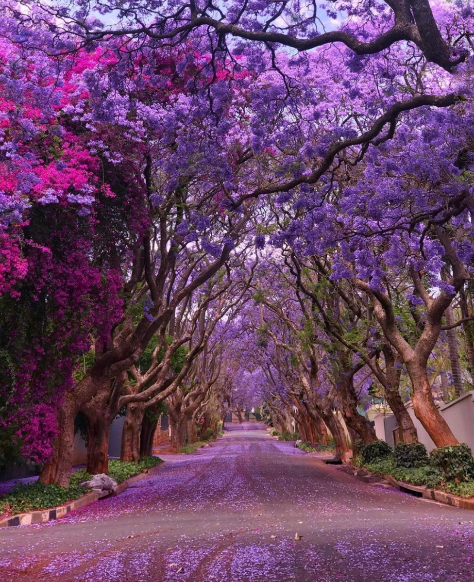 Jacaranda Wallpapers - Top Free Jacaranda Backgrounds - WallpaperAccess